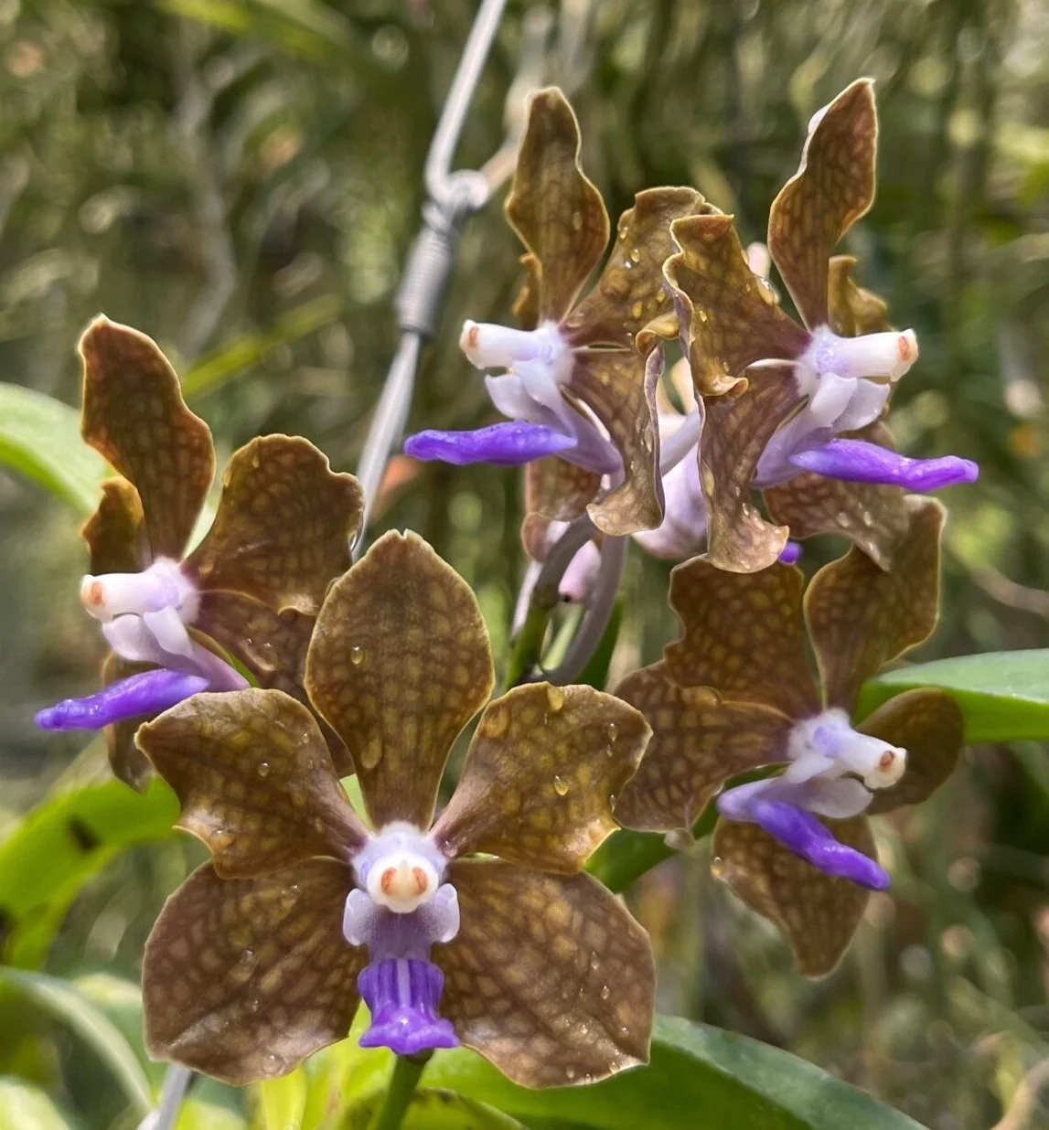 Past Rarities — Motes Orchids