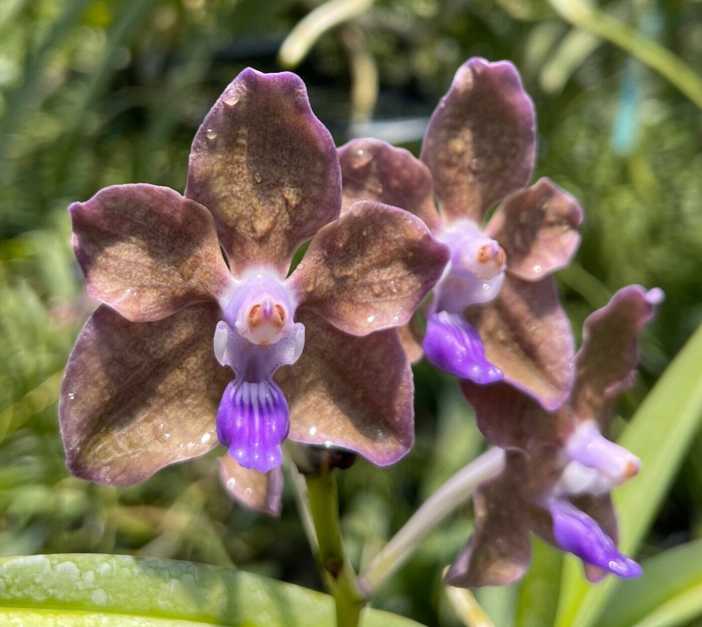 Past Rarities — Motes Orchids