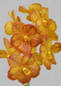 Vanda Chao Praya Sapphire x Vanda Varut Leopard (SI3008) — Motes Orchids