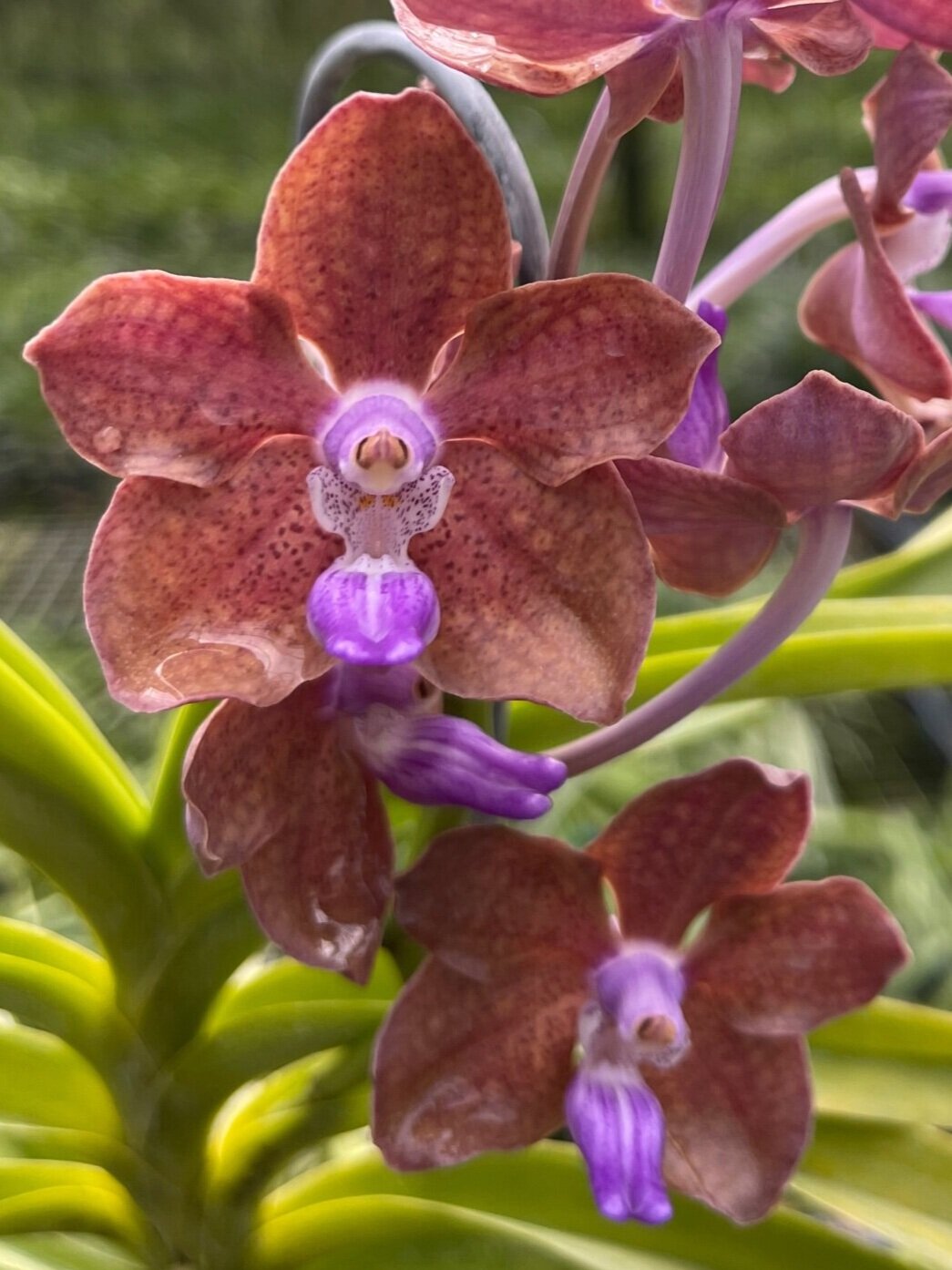 Vanda Motes Interstellar (2325) (FEB-1) — Motes Orchids