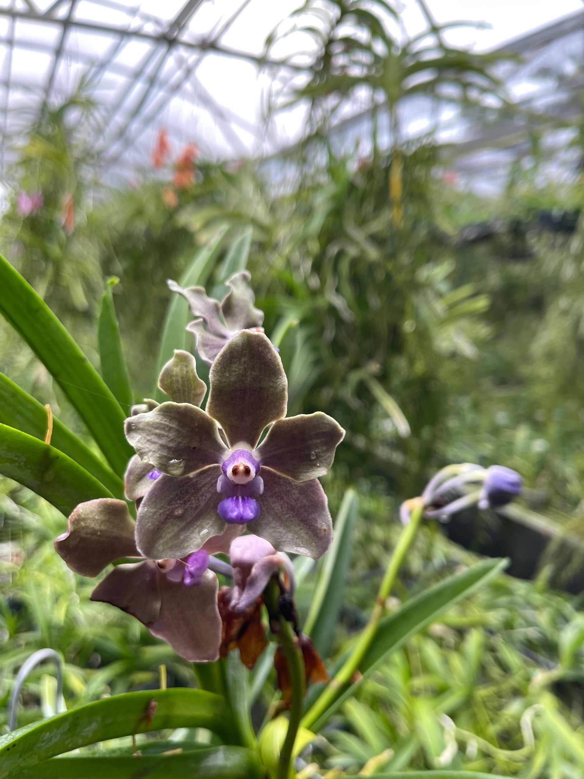 Vanda Motes Interstellar (2325) (FEB-1) — Motes Orchids