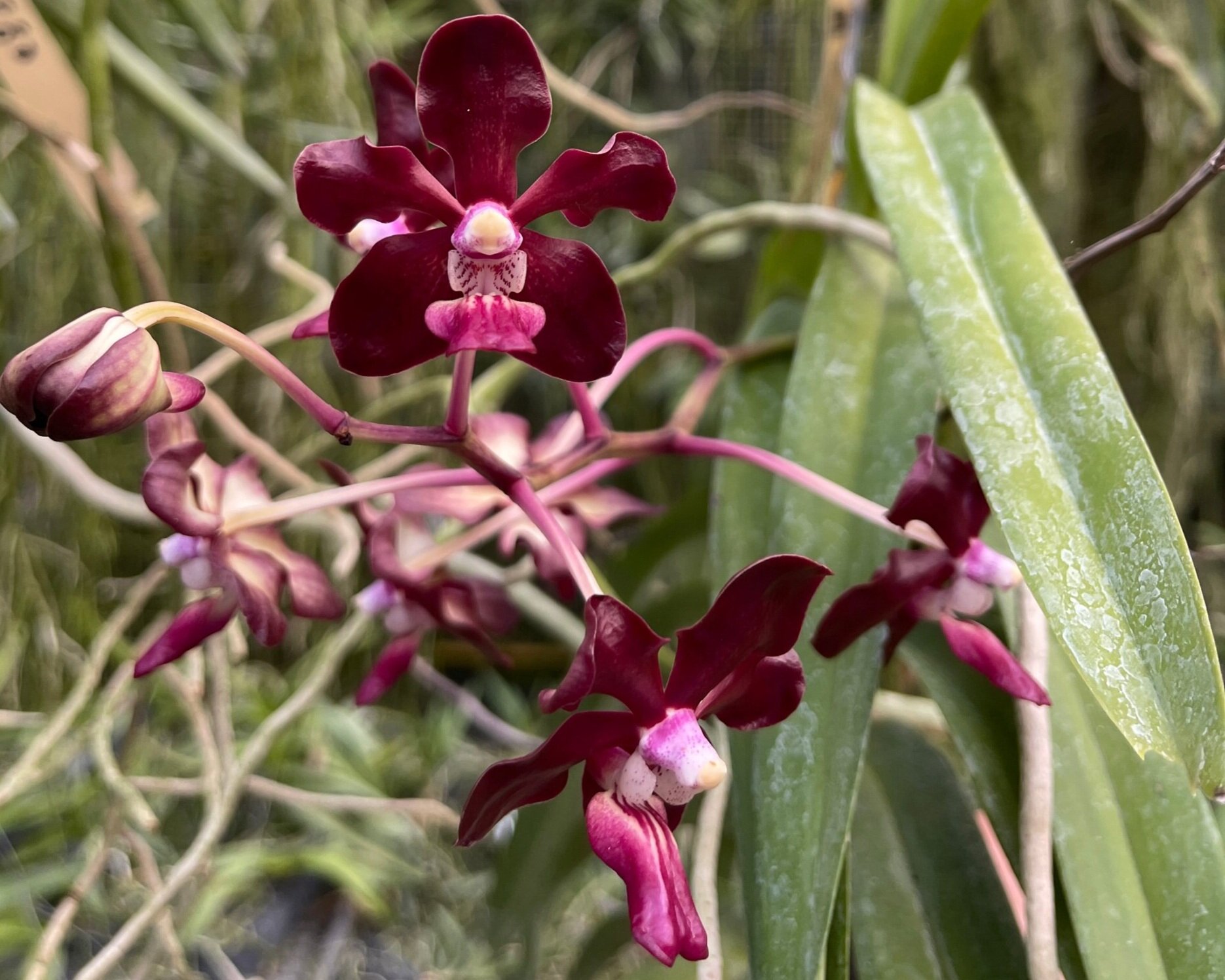 Vanda Violeta x V. Janet Hiddleston (2046) — Motes Orchids