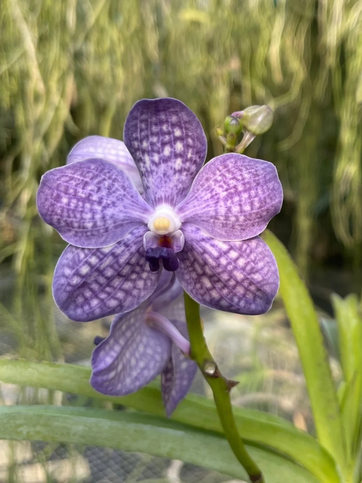 Vanda Violeta x V. Janet Hiddleston (2046) — Motes Orchids