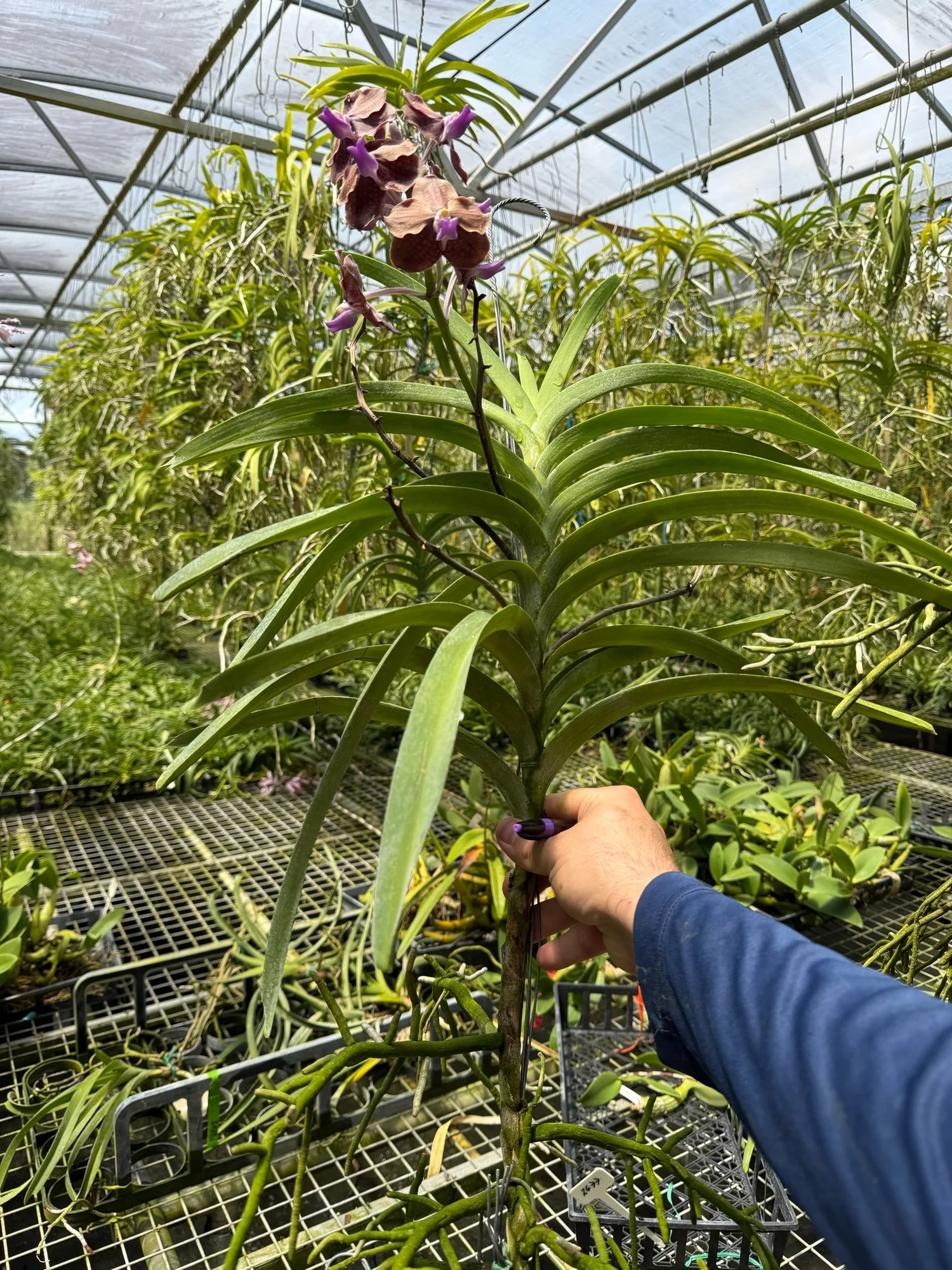 Rarest — Motes Orchids