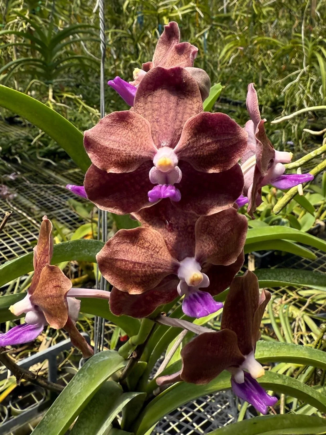 Rarest — Motes Orchids