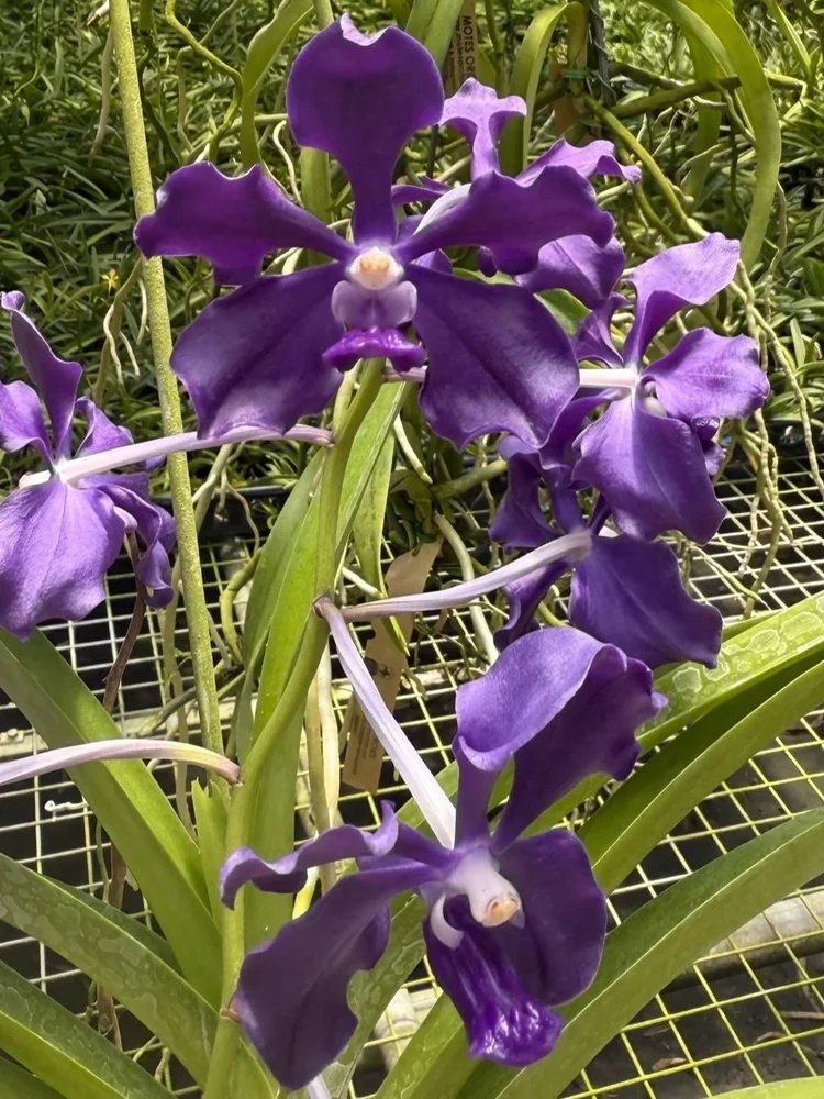 Rarest — Motes Orchids