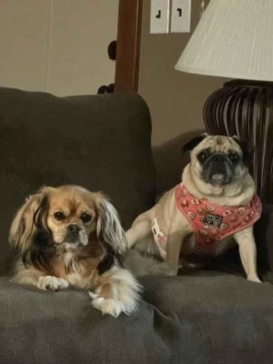 Adoptable Pugs — Bluegrass Pug Rescue