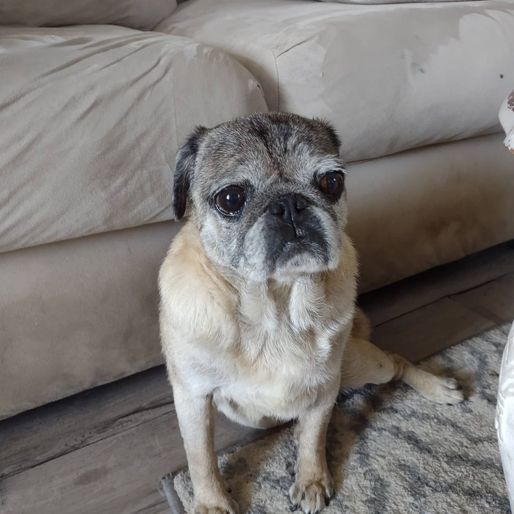 Adoptable Pugs — Bluegrass Pug Rescue