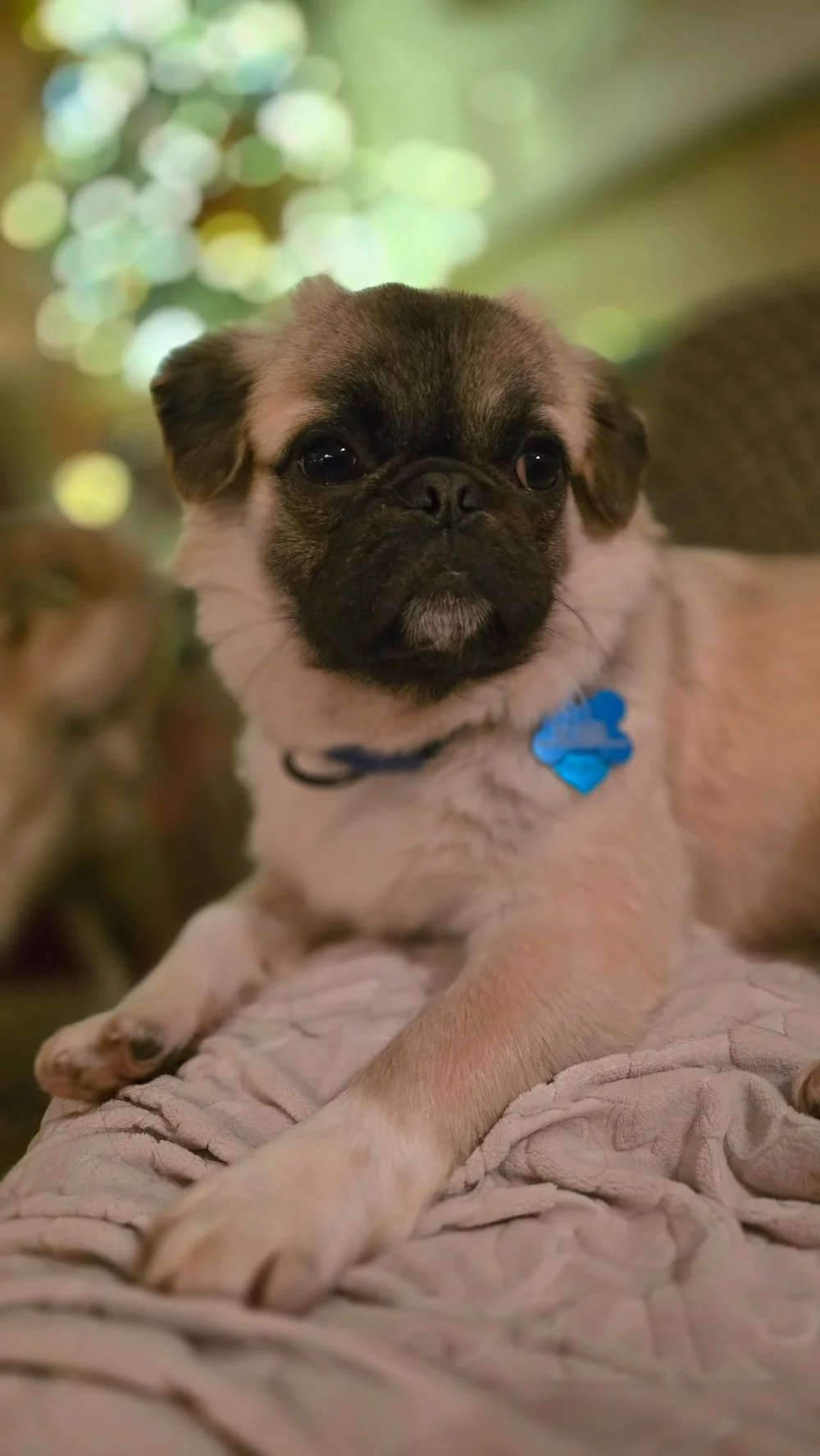 Adoptable Pugs — Bluegrass Pug Rescue