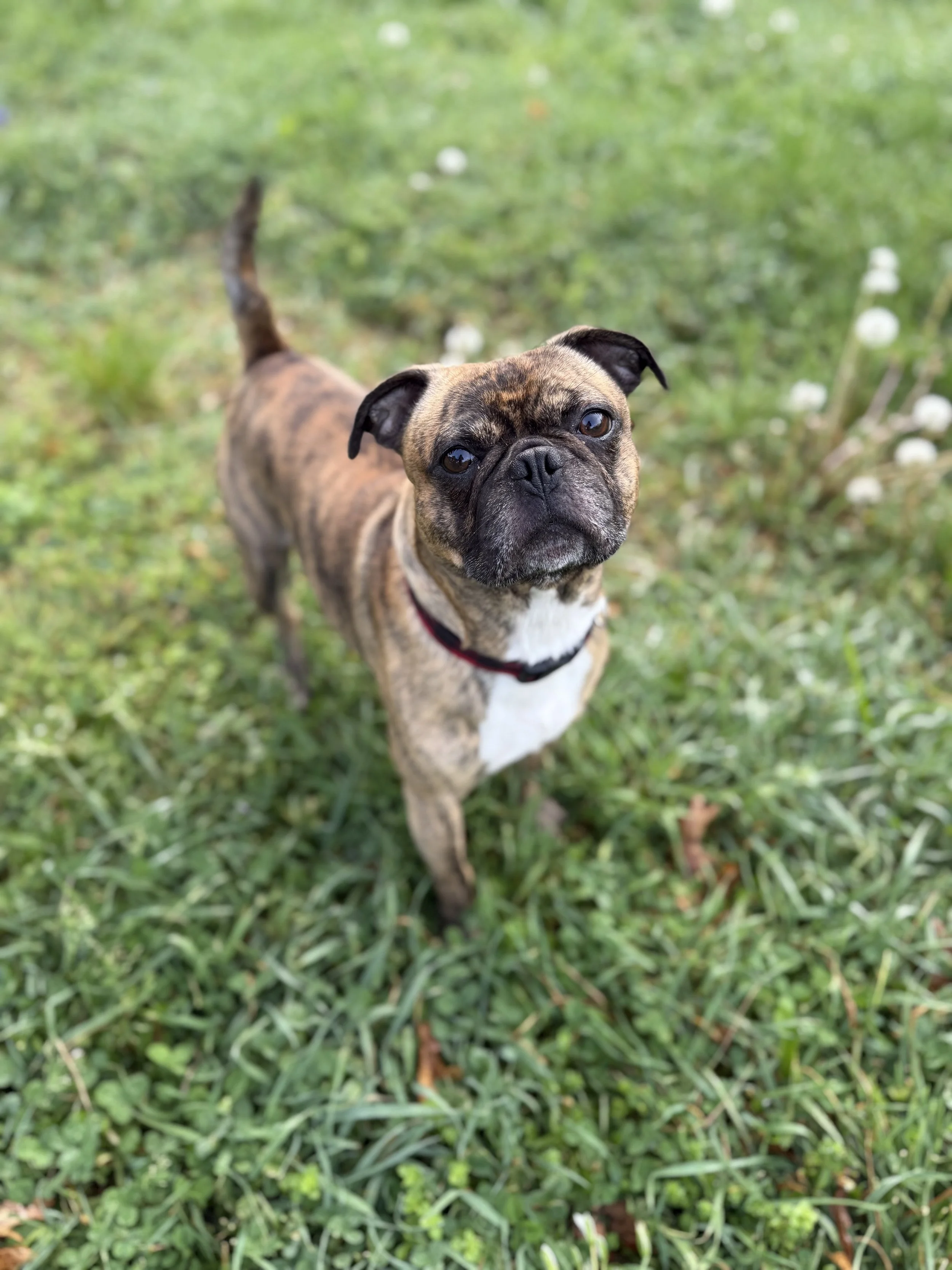 Adoptable Pugs — Bluegrass Pug Rescue