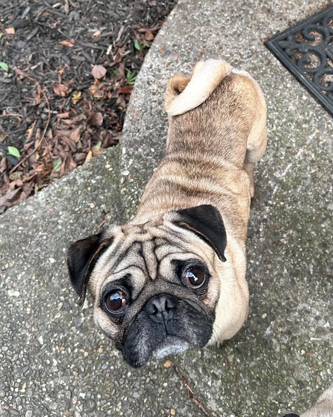 Adoptable Pugs — Bluegrass Pug Rescue