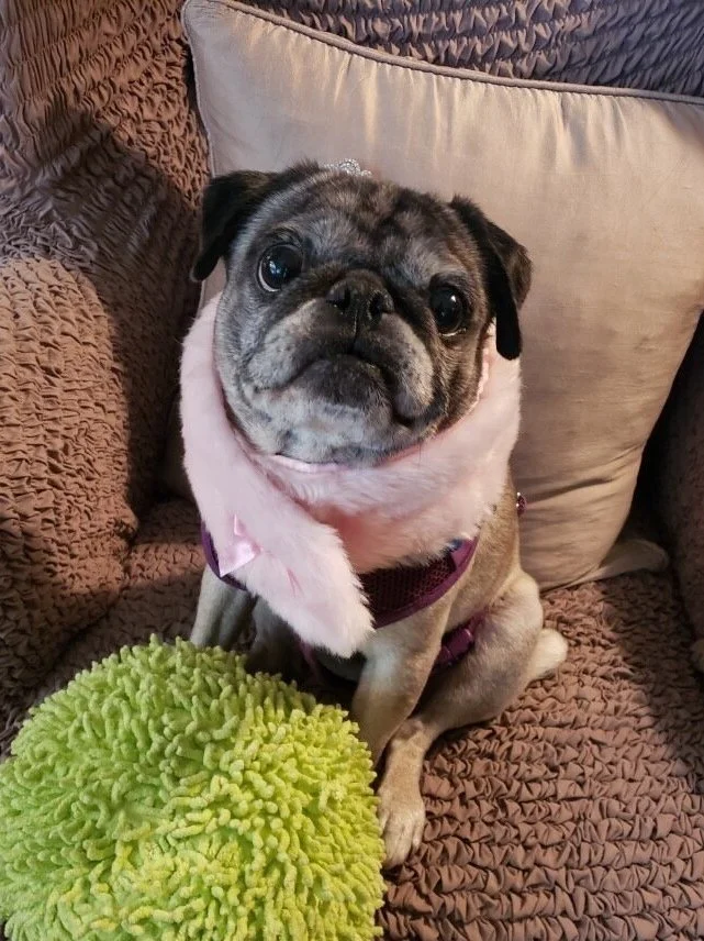 Adoptable Pugs — Bluegrass Pug Rescue