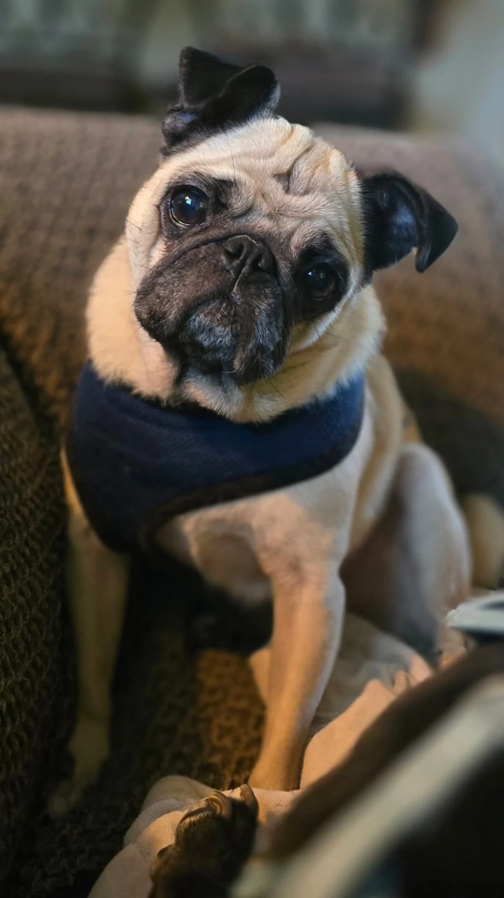 Adoptable Pugs — Bluegrass Pug Rescue