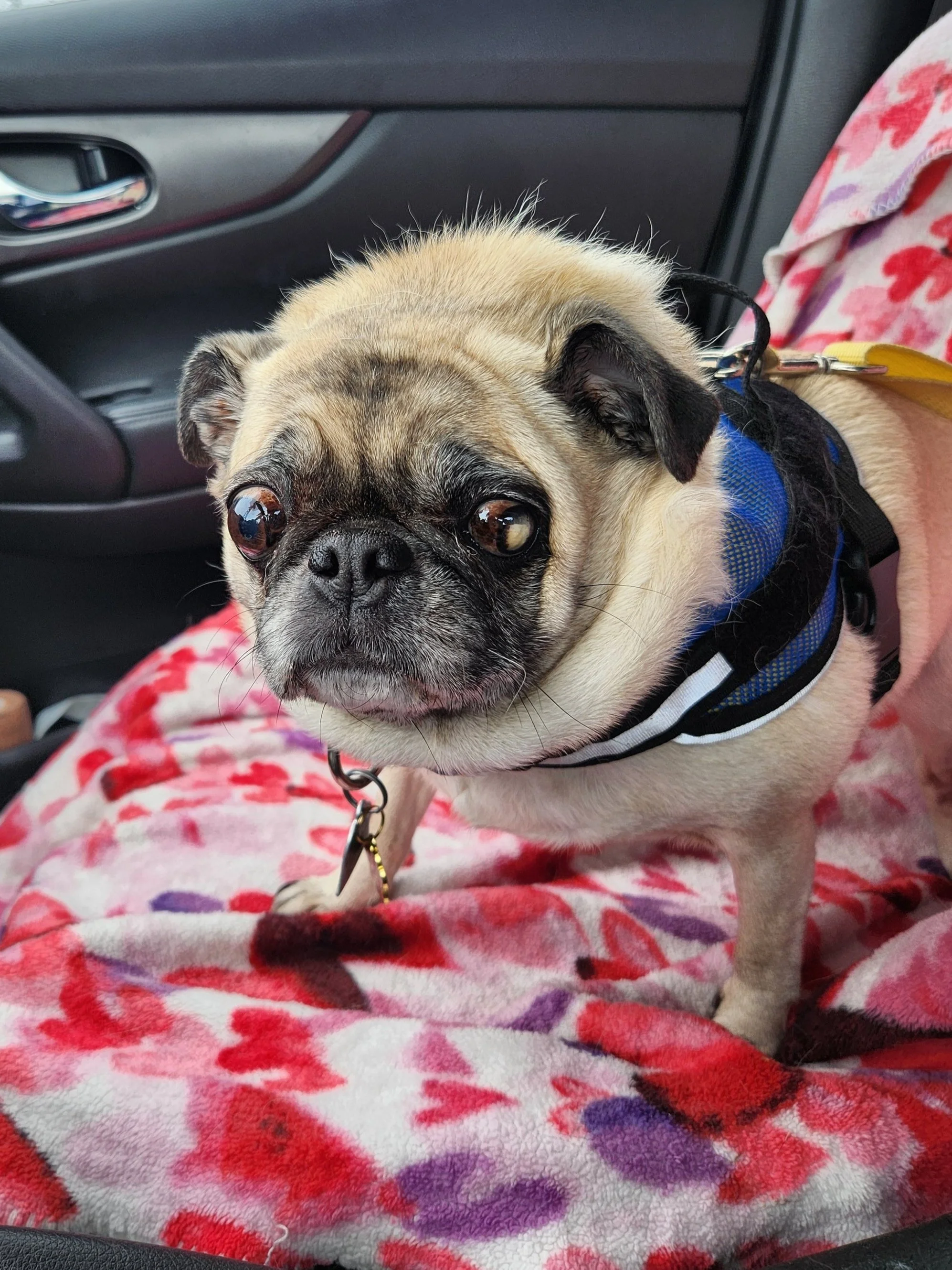 Adoptable Pugs — Bluegrass Pug Rescue