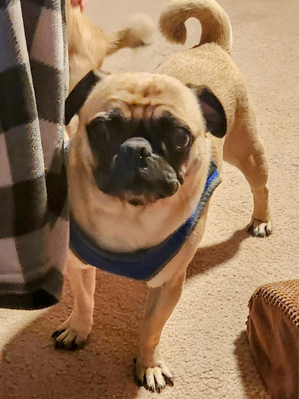 Adoptable Pugs — Bluegrass Pug Rescue