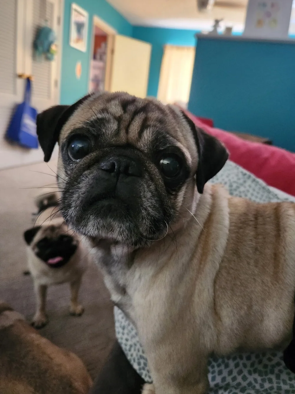 Adoptable Pugs — Bluegrass Pug Rescue