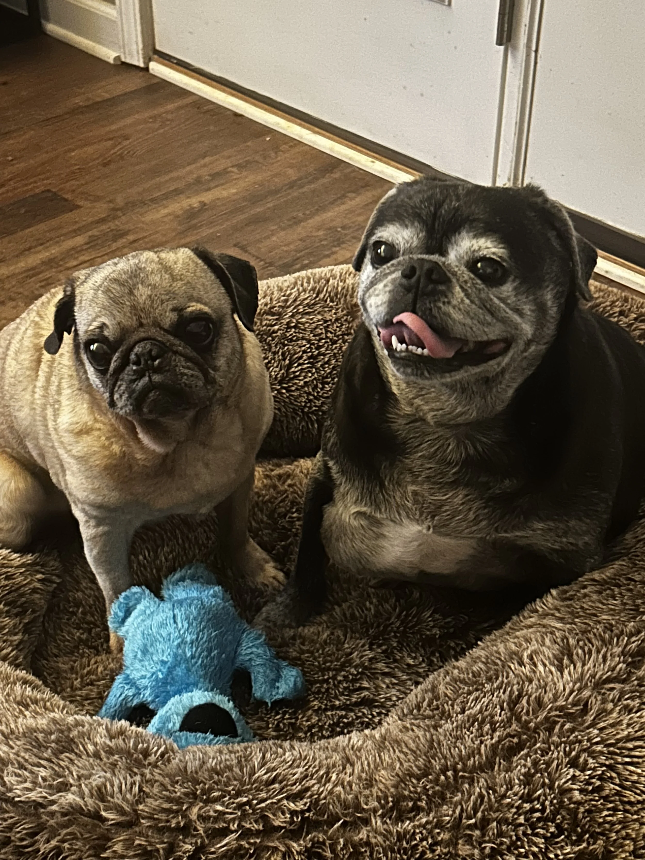Adoptable Pugs — Bluegrass Pug Rescue