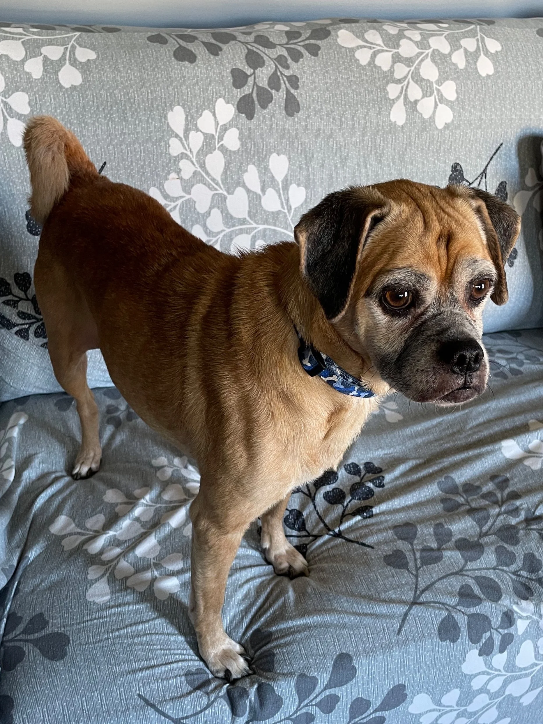 Adoptable Pugs — Bluegrass Pug Rescue