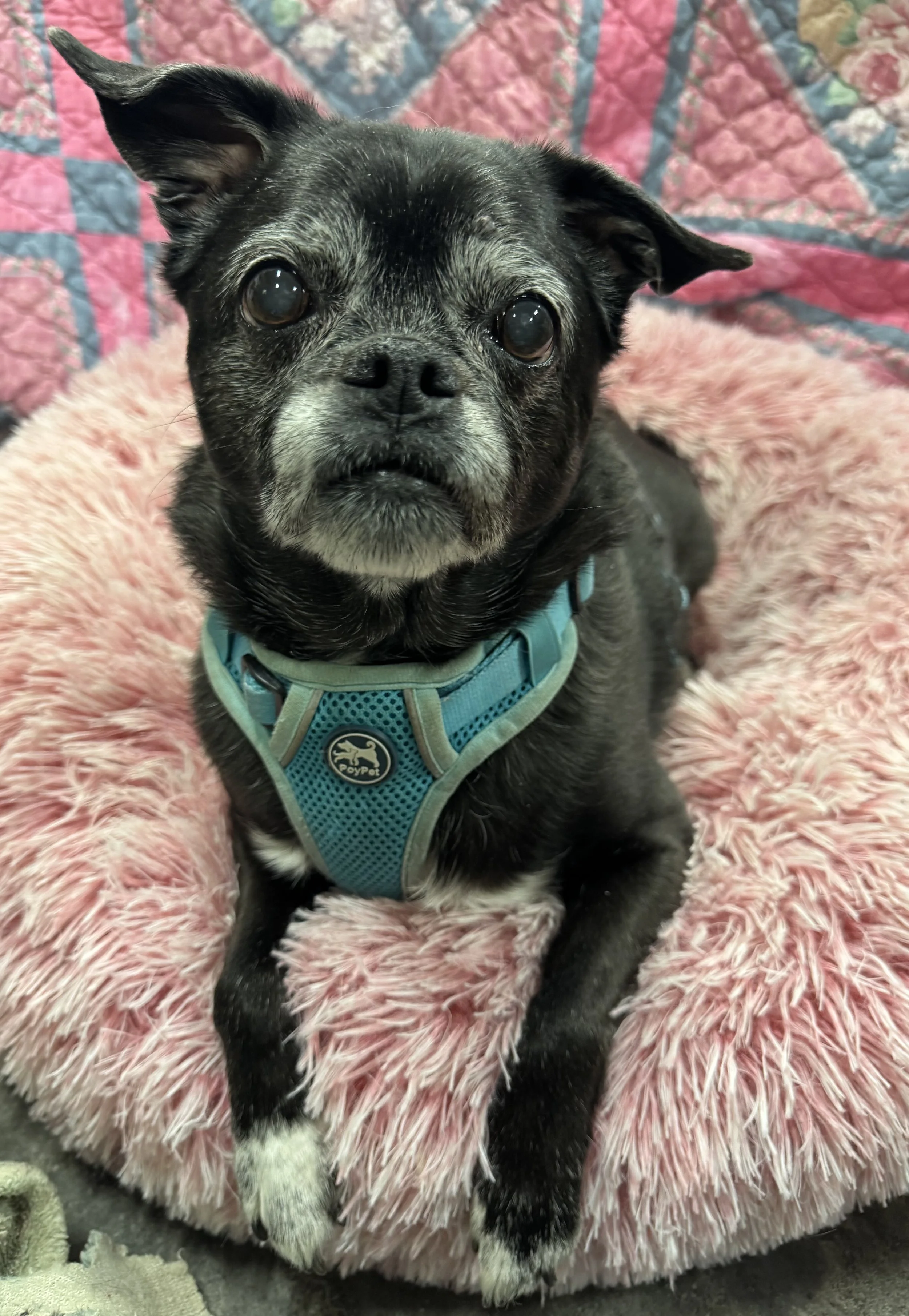 Adoptable Pugs — Bluegrass Pug Rescue
