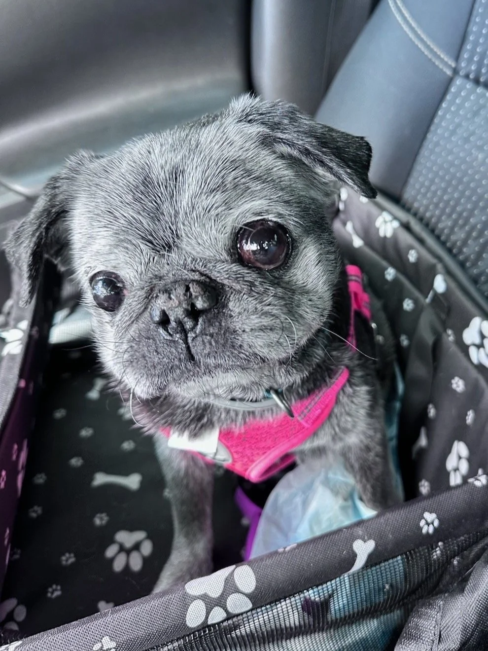 Adoptable Pugs — Bluegrass Pug Rescue