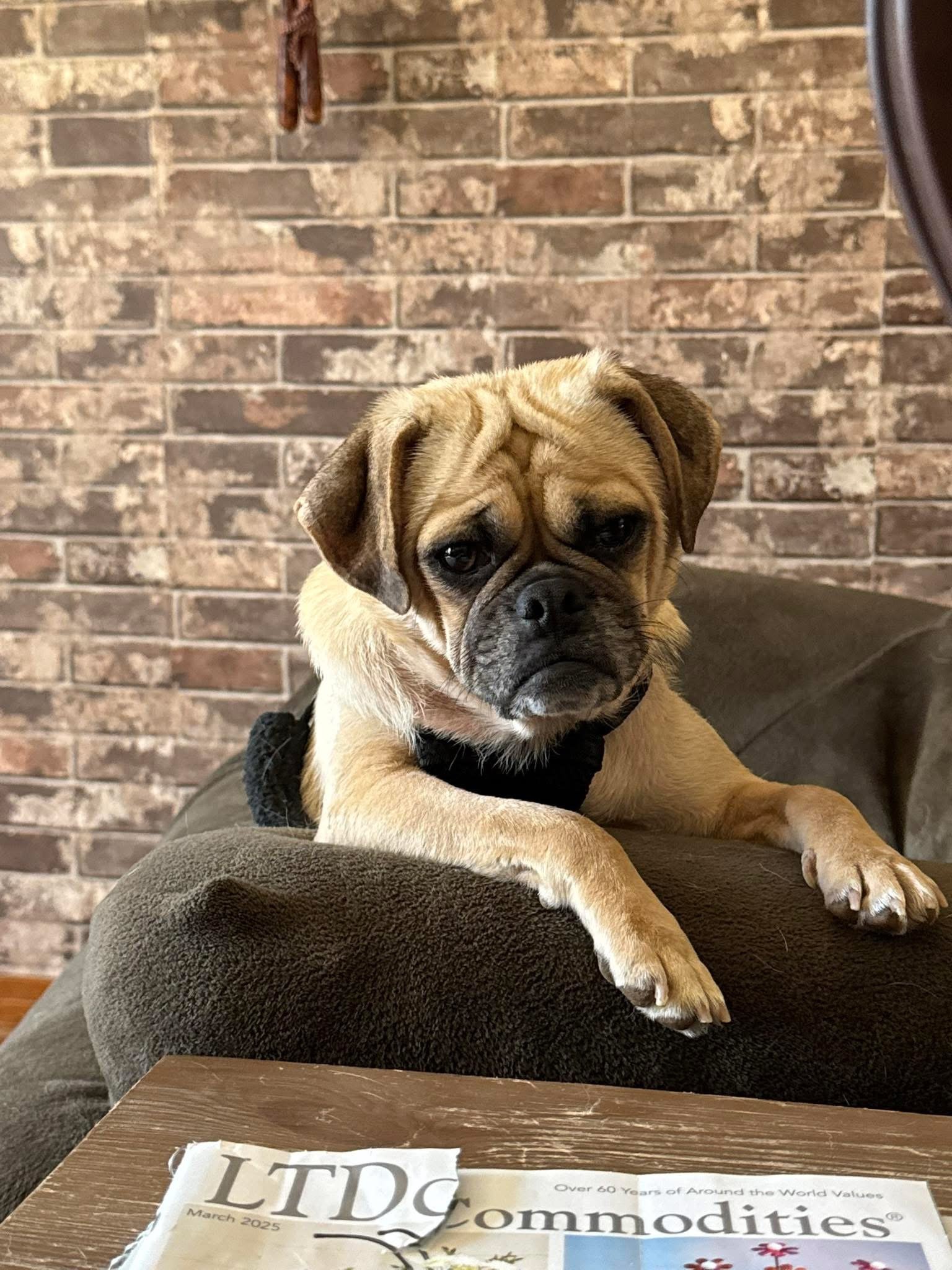 Adoptable Pugs — Bluegrass Pug Rescue