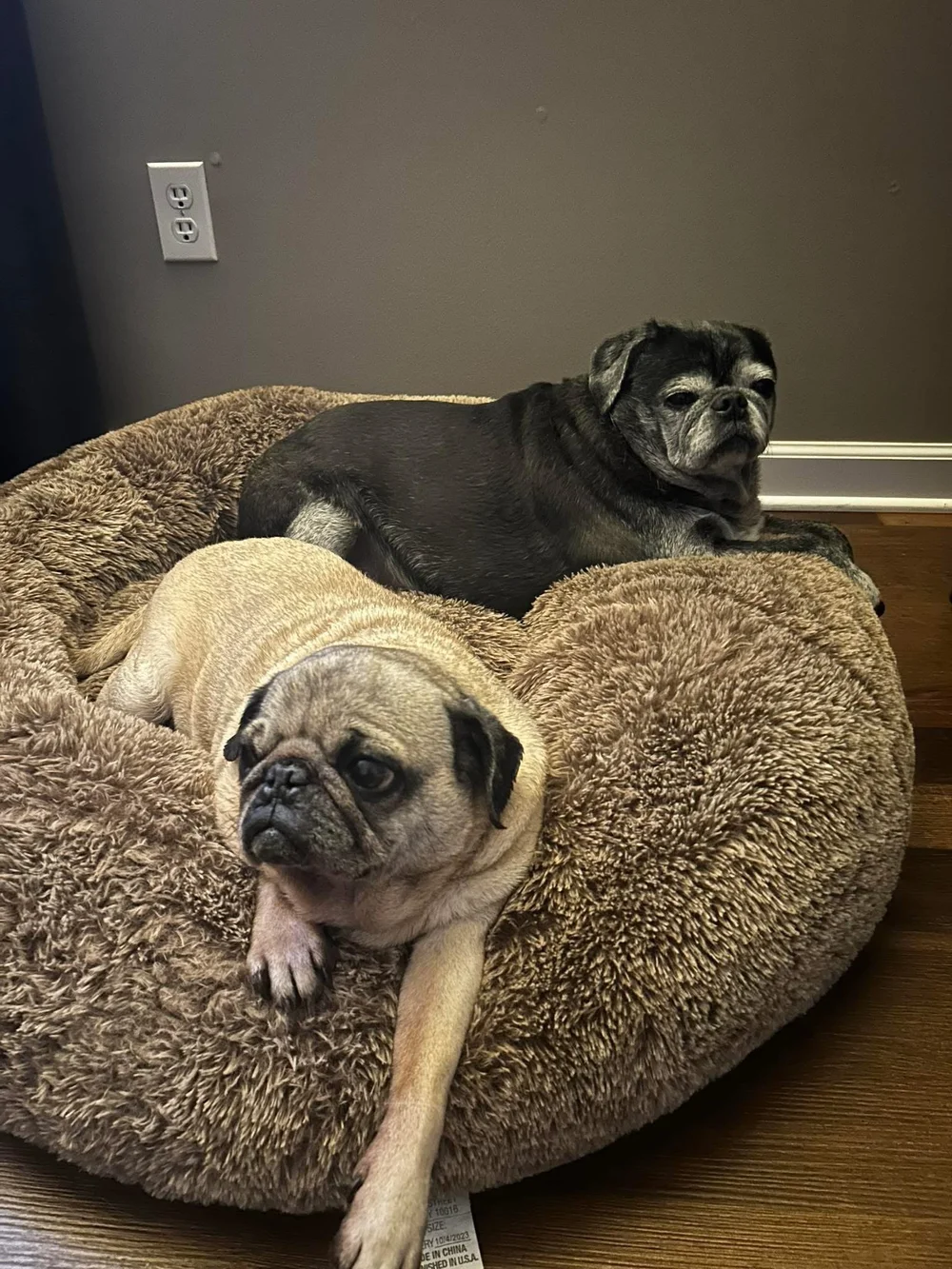 Adoptable Pugs — Bluegrass Pug Rescue