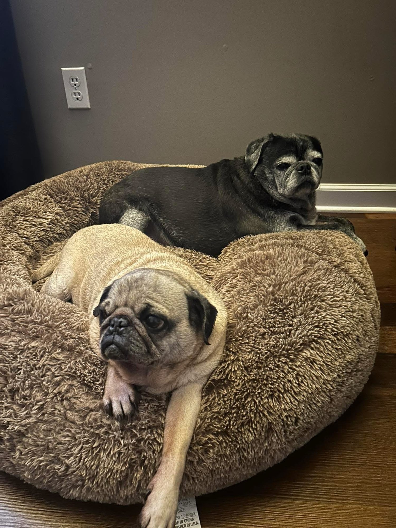 Adoptable Pugs — Bluegrass Pug Rescue