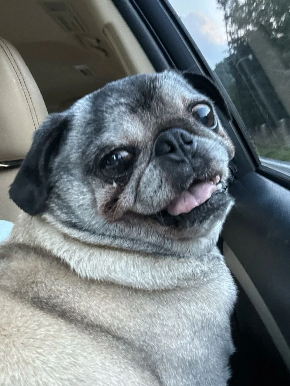 Adoptable Pugs — Bluegrass Pug Rescue