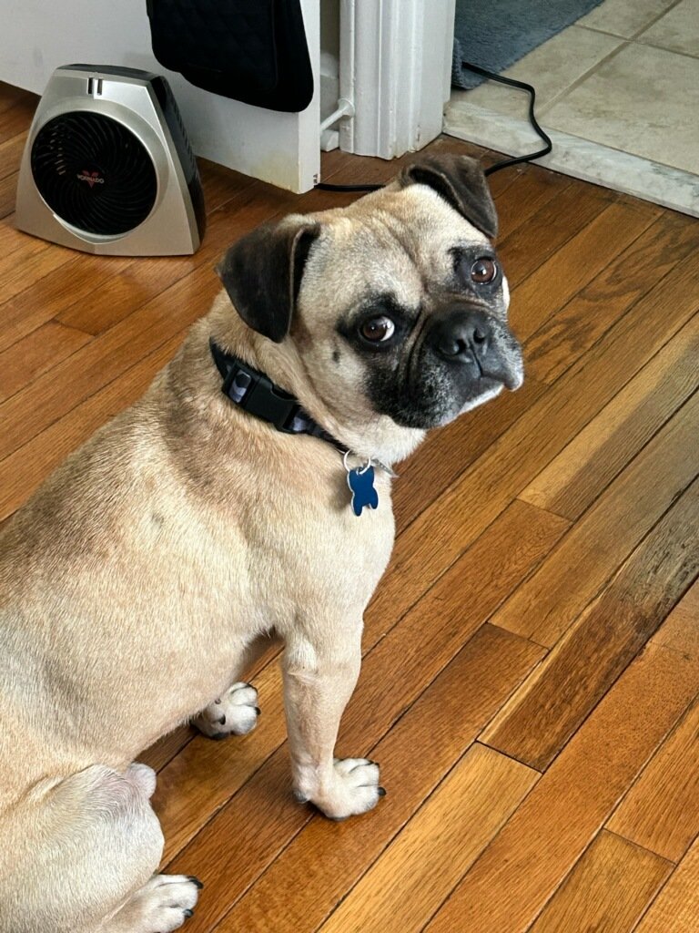Adoptable Pugs — Bluegrass Pug Rescue