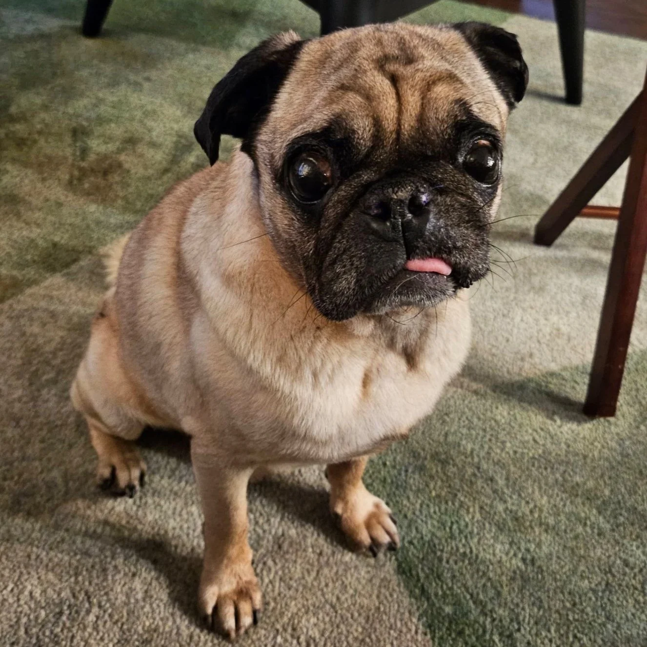 Adoptable Pugs — Bluegrass Pug Rescue