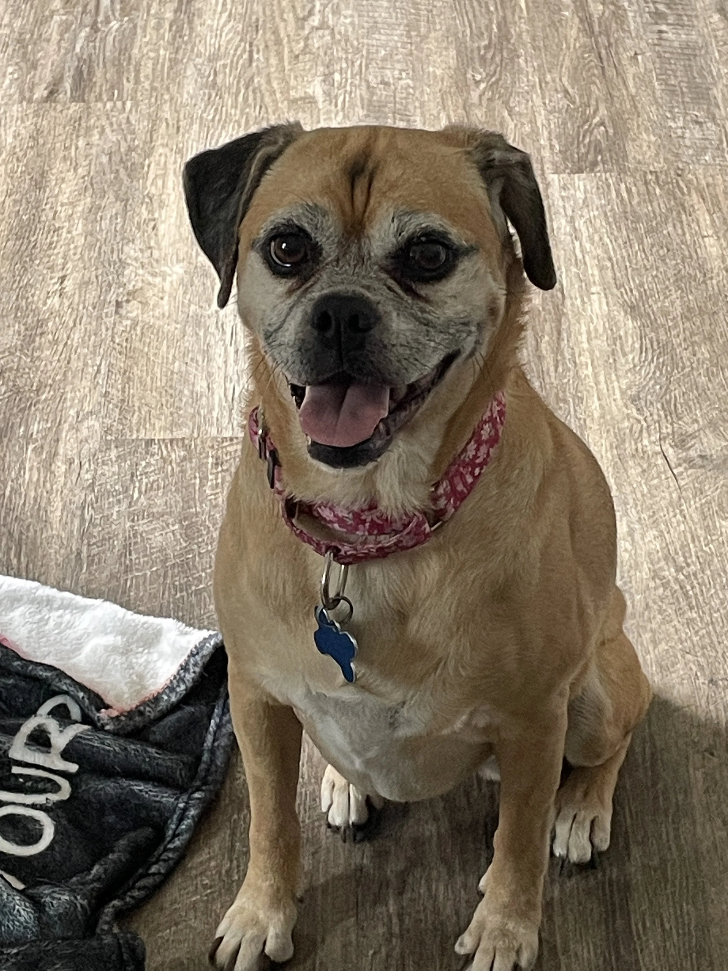 Adoptable Pugs — Bluegrass Pug Rescue