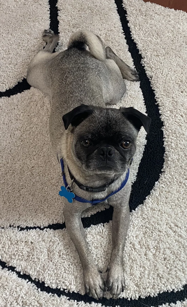 Adoptable Pugs — Bluegrass Pug Rescue