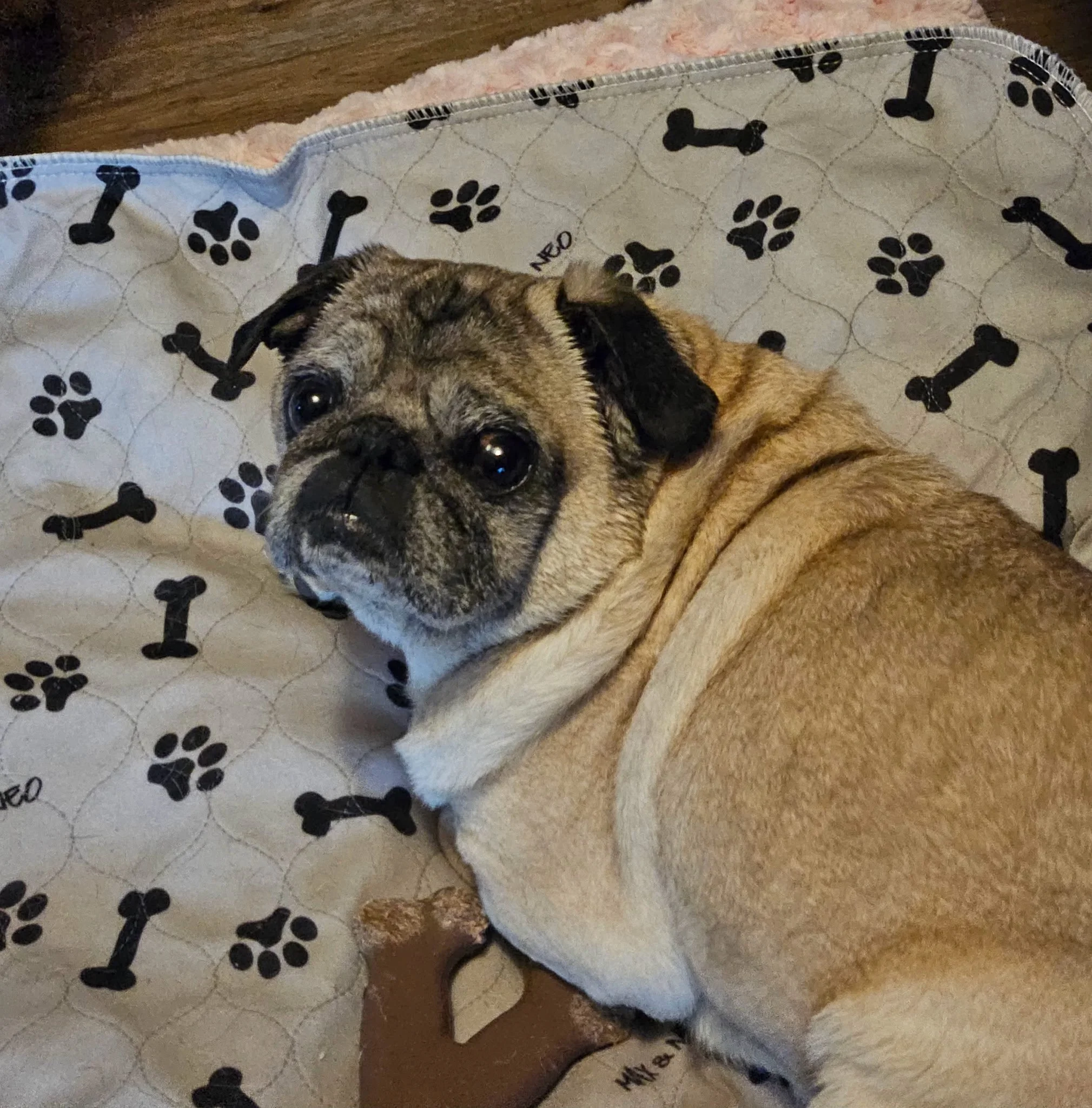Adoptable Pugs — Bluegrass Pug Rescue