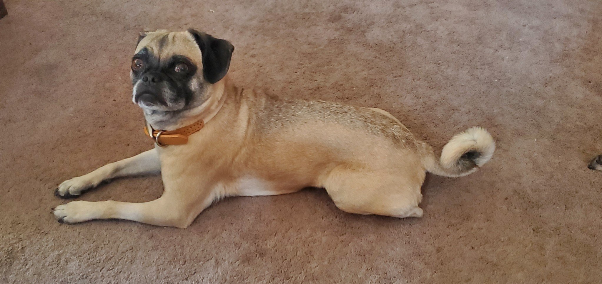Adoptable Pugs — Bluegrass Pug Rescue