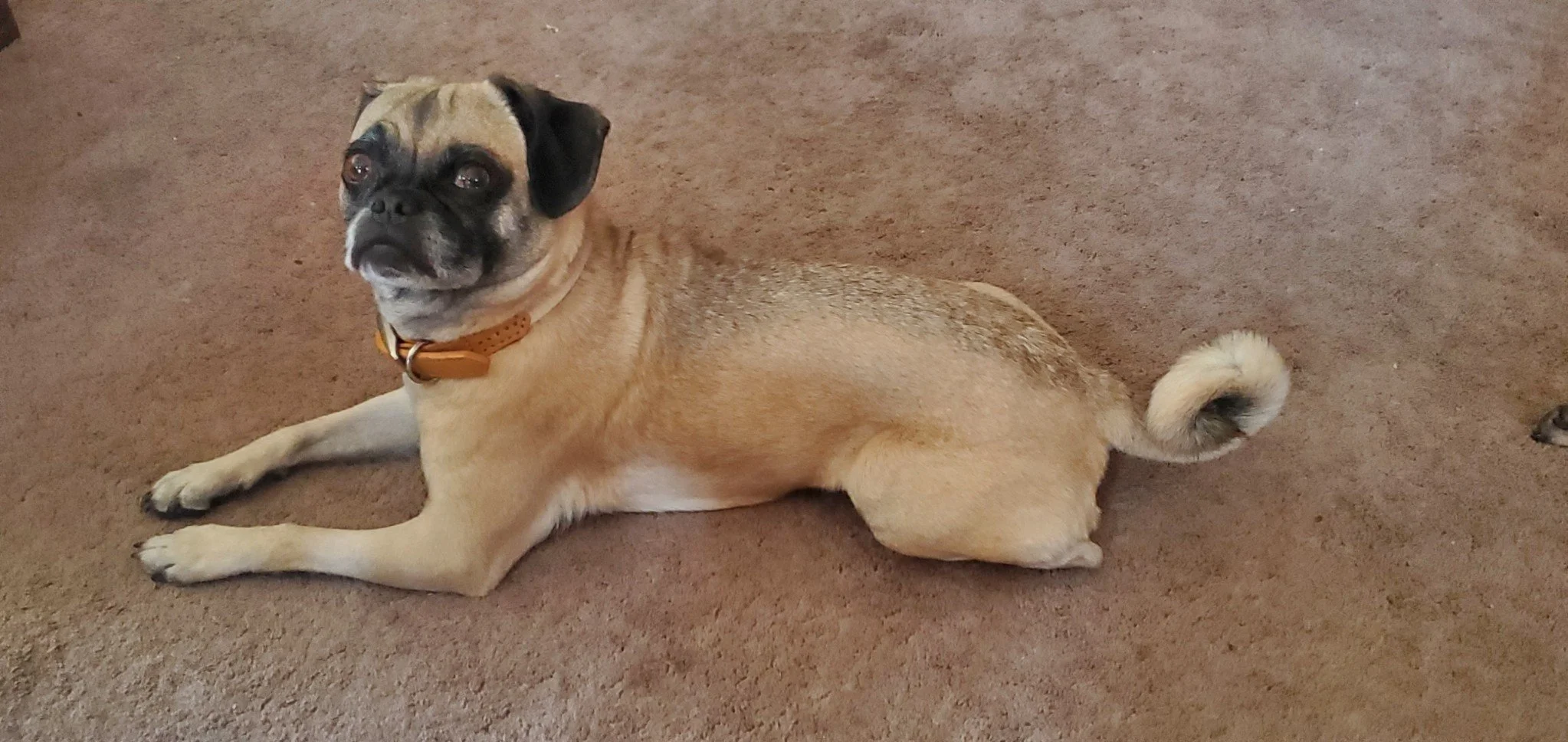 Adoptable Pugs — Bluegrass Pug Rescue
