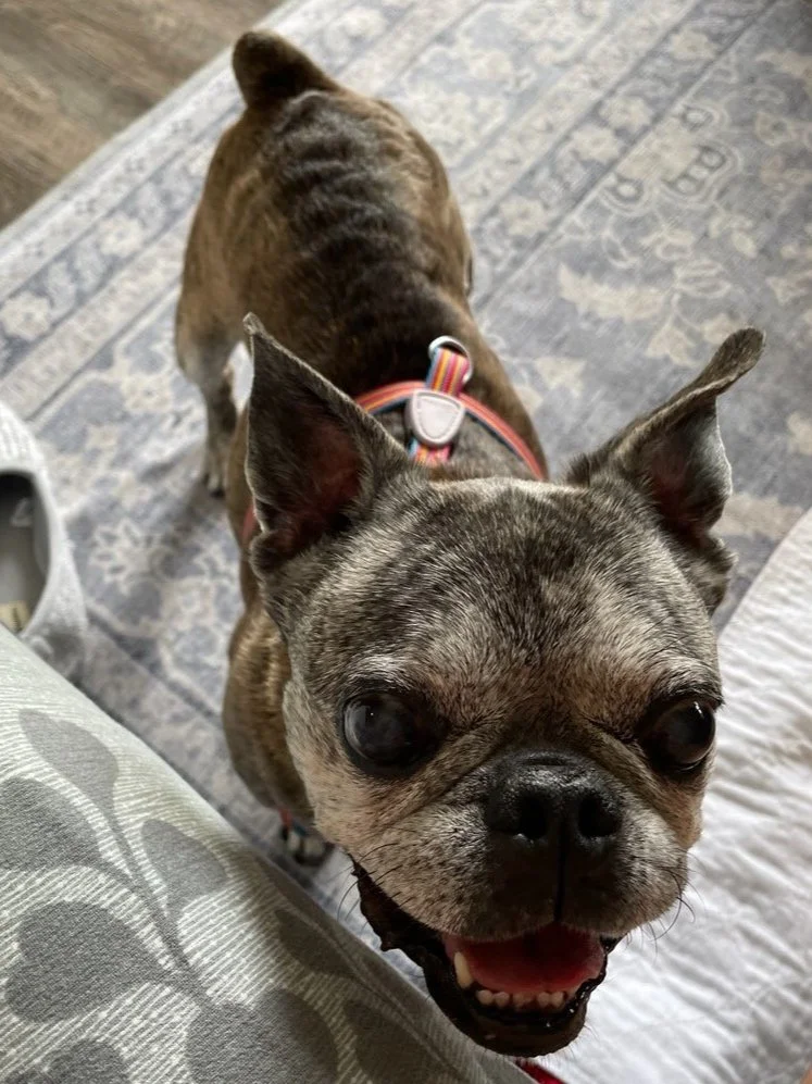 Adoptable Pugs — Bluegrass Pug Rescue