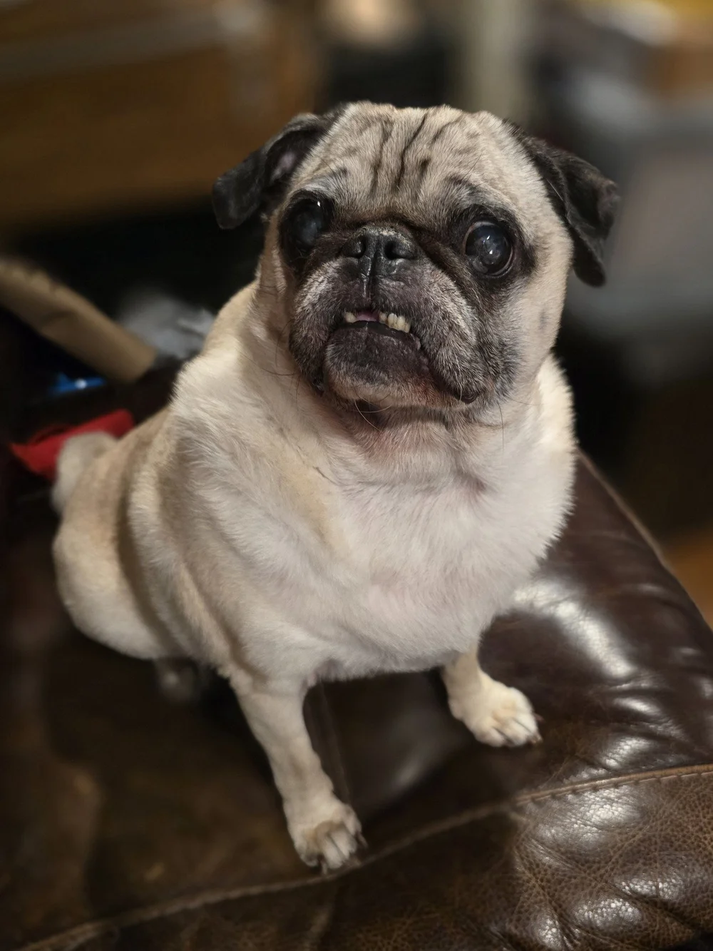 Adoptable Pugs — Bluegrass Pug Rescue