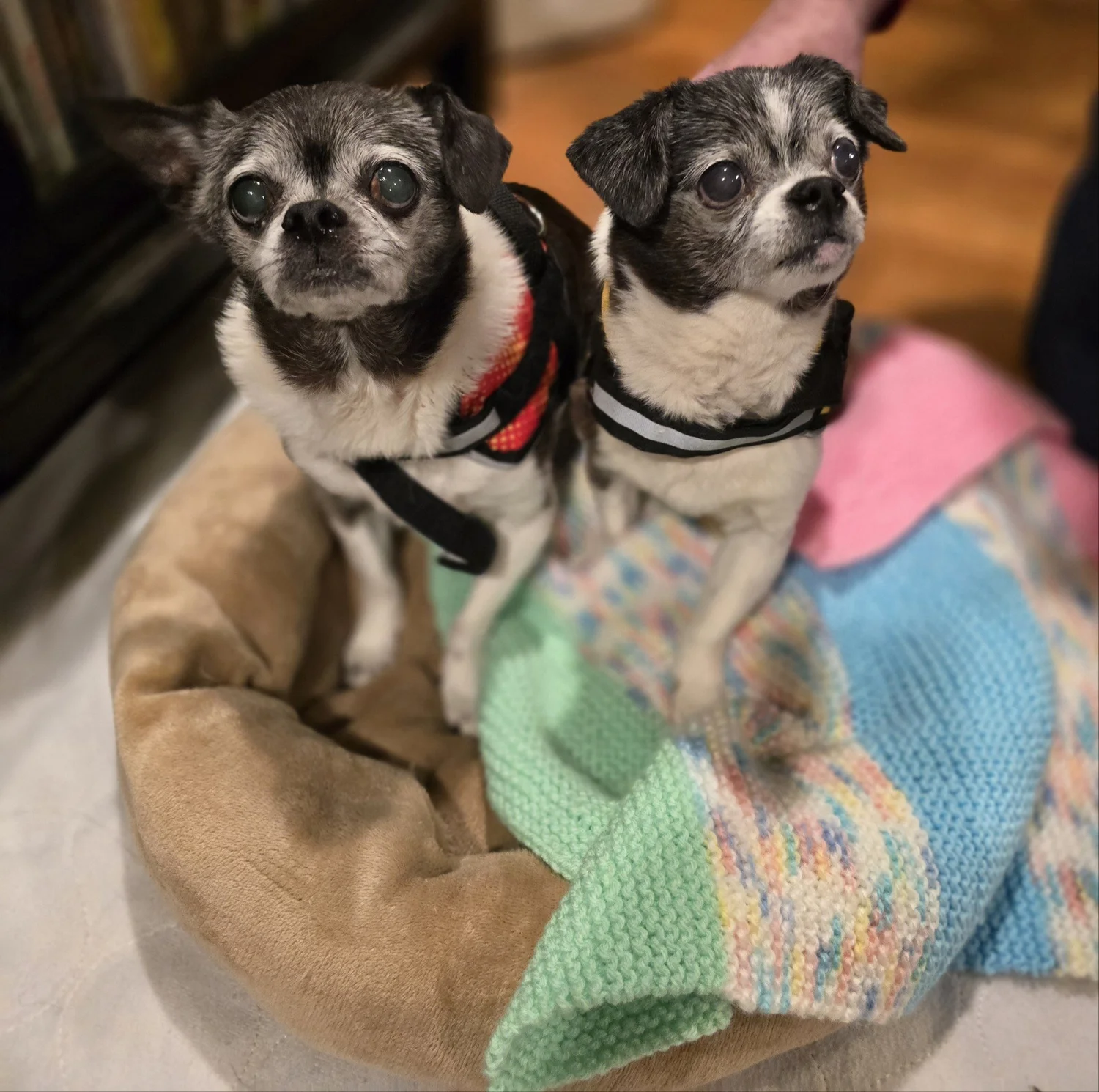 Adoptable Pugs — Bluegrass Pug Rescue