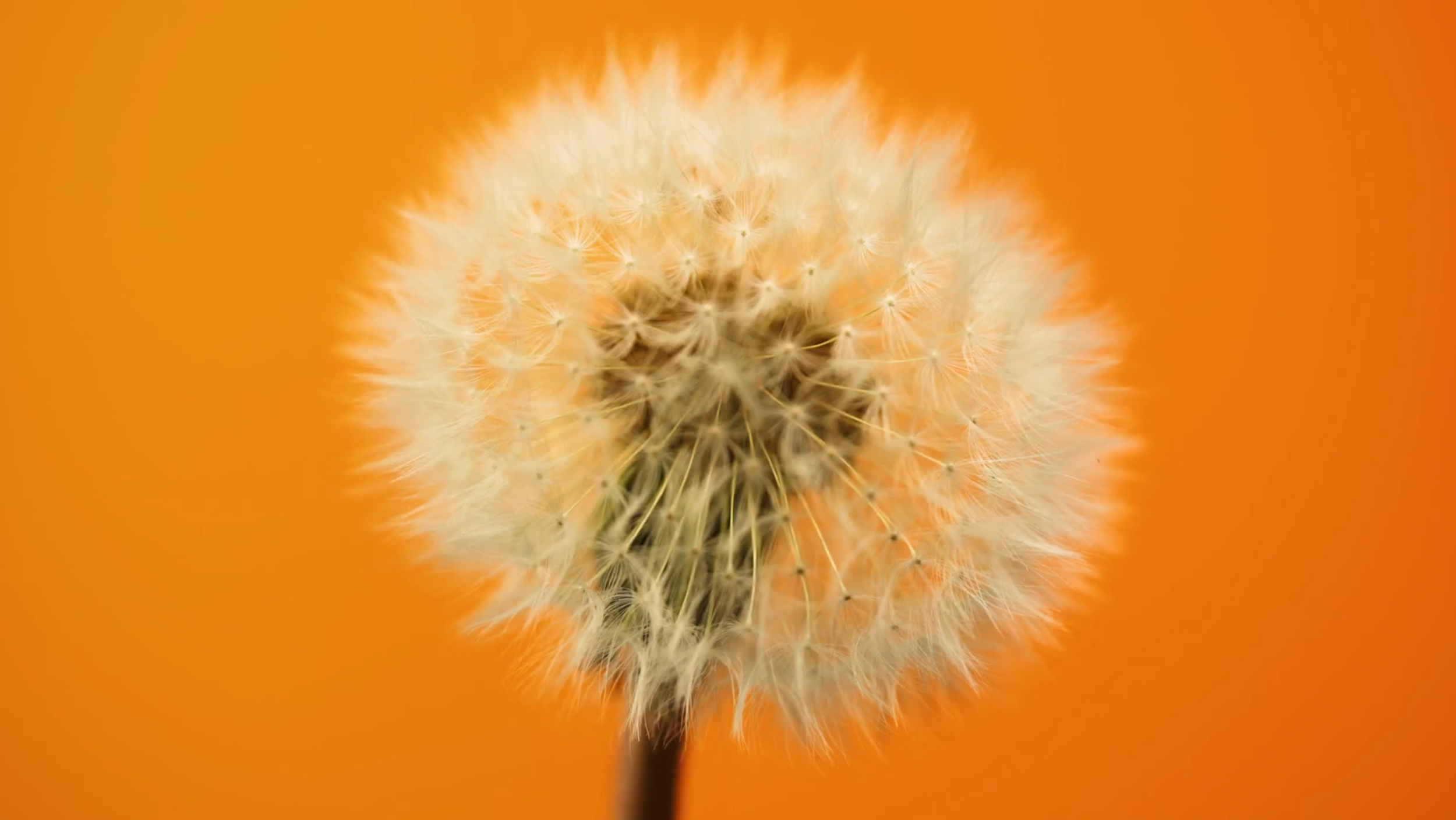 Drop of Lemon | Video & Animation