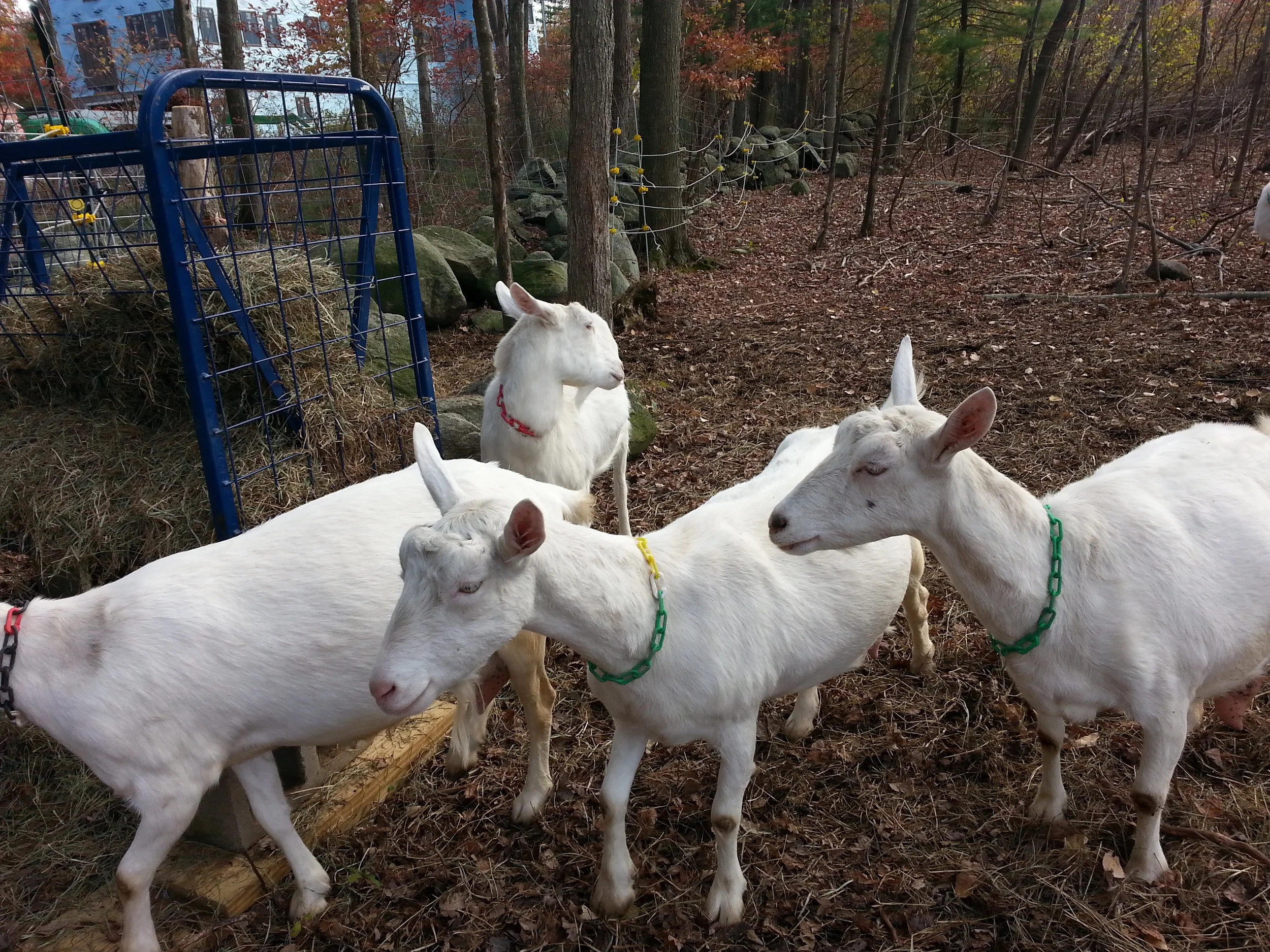 Bedford Blueberry Goat Farm - Grade A Goat Milk Goat Cheese