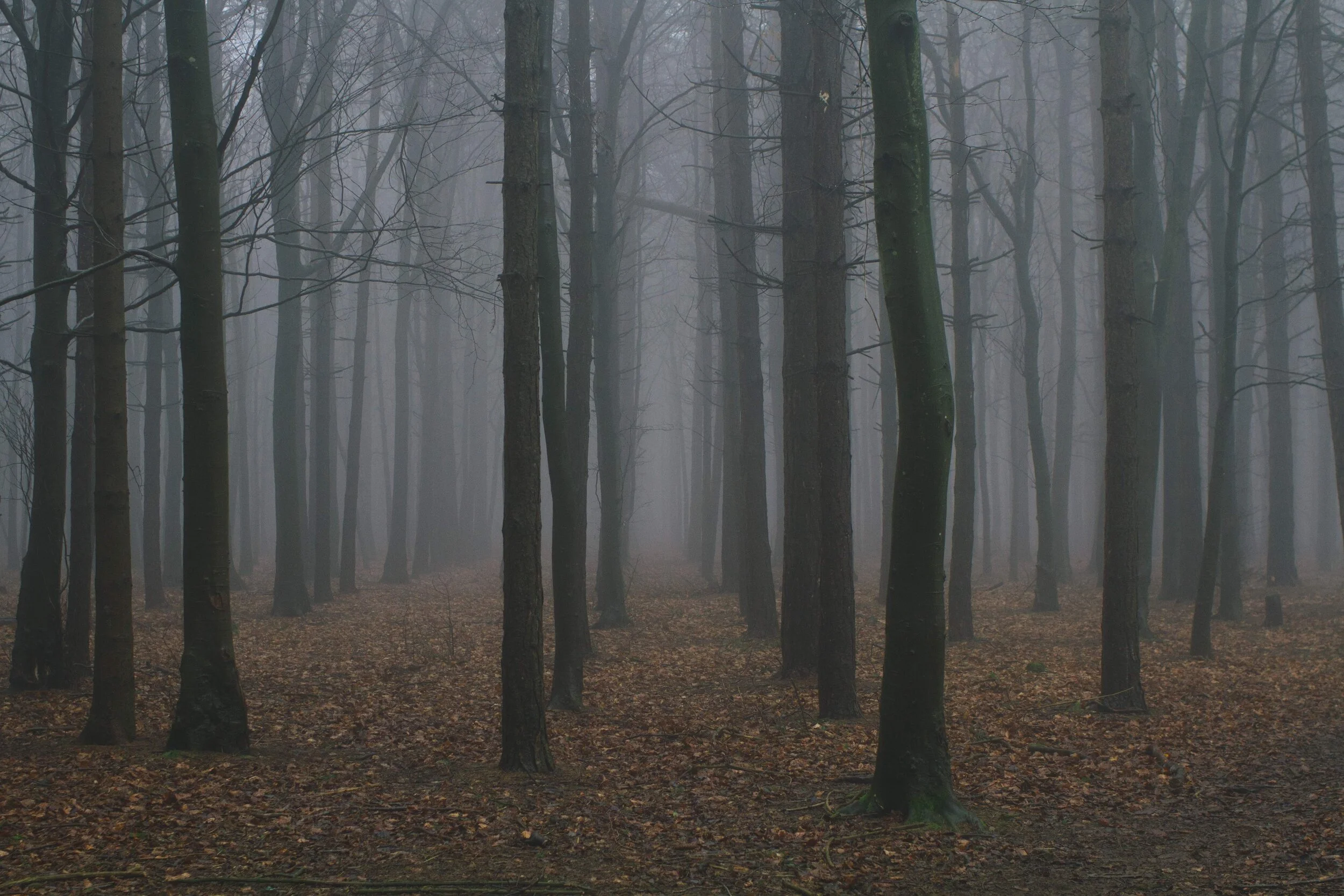 A glossary of fog — Ernest journal