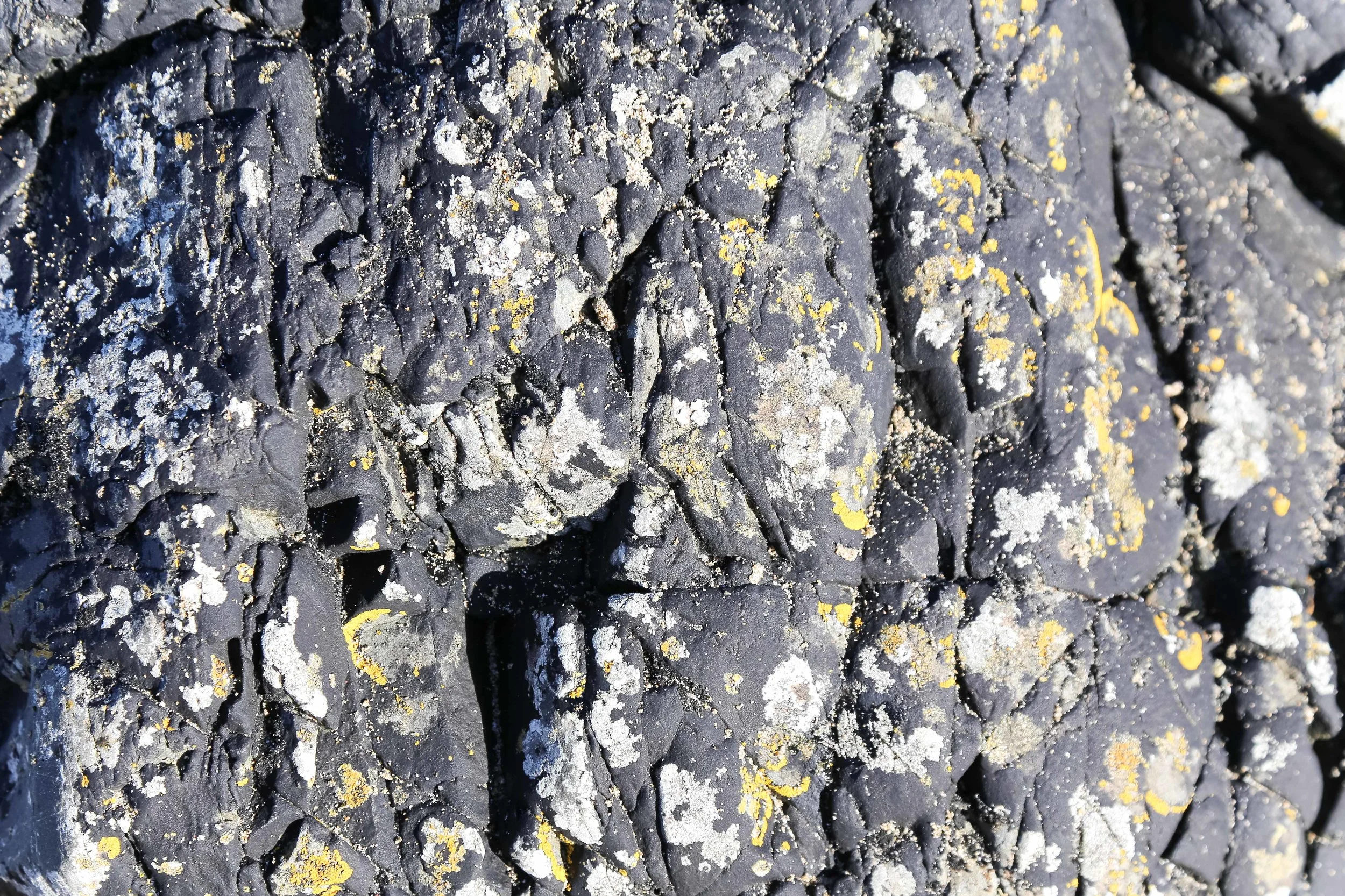 GUIDE TO: Lichen Hunting — Superfolk