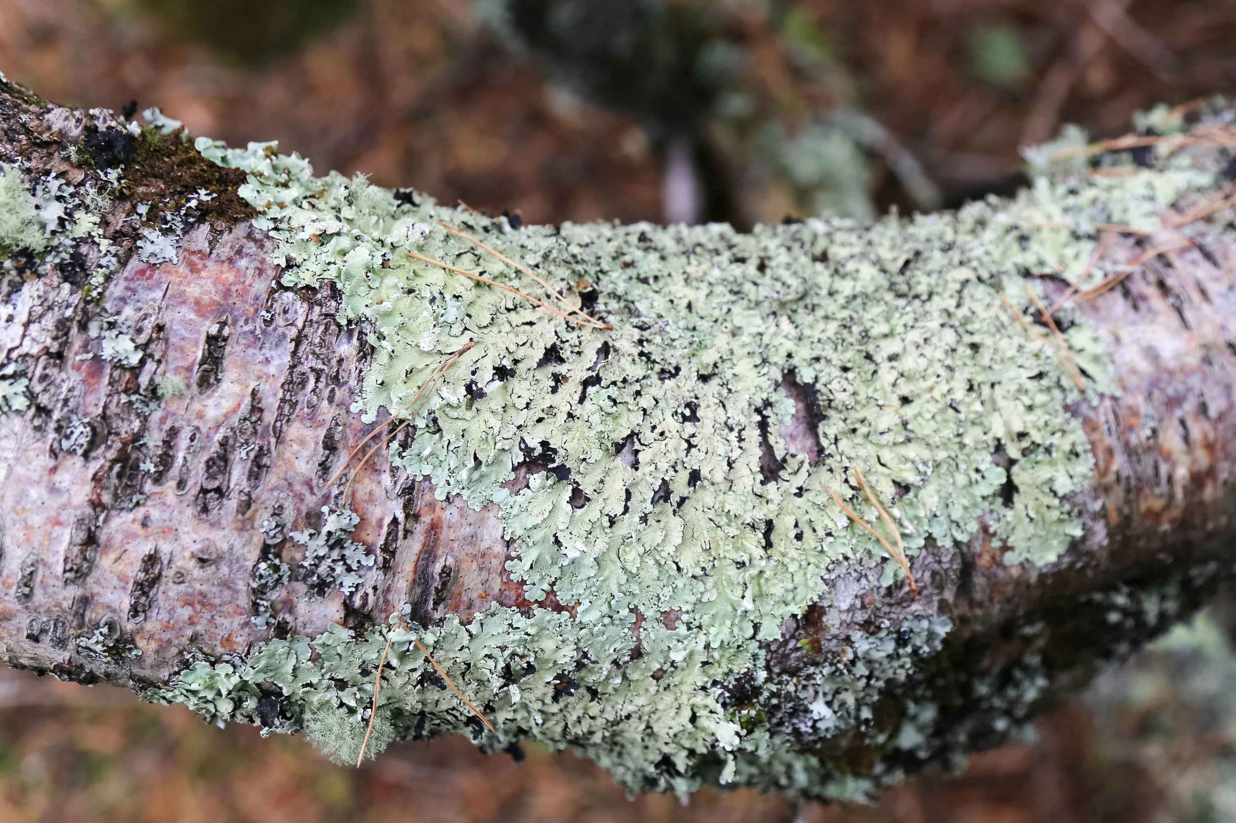 GUIDE TO: Lichen Hunting — Superfolk