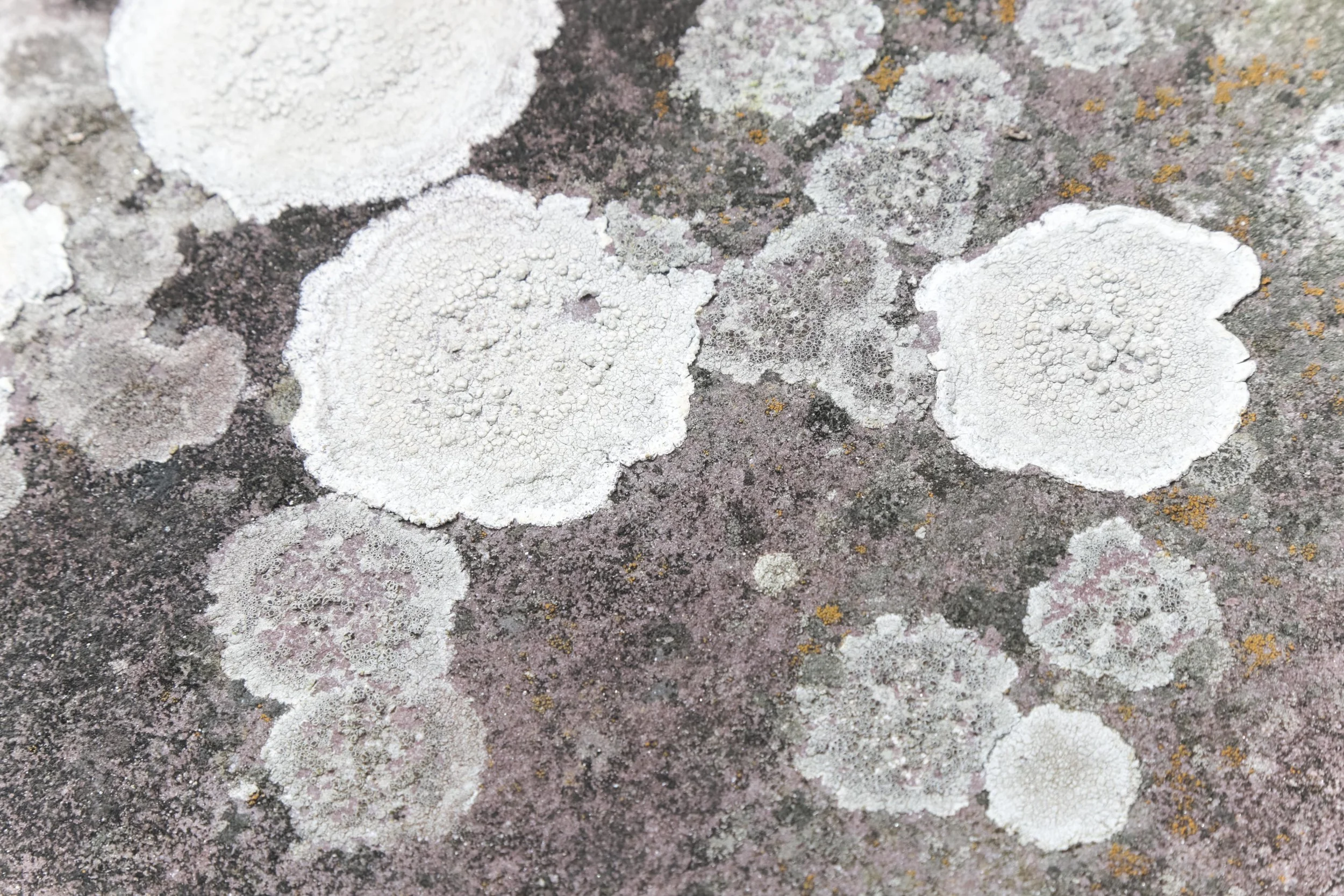 GUIDE TO: Lichen Hunting — Superfolk