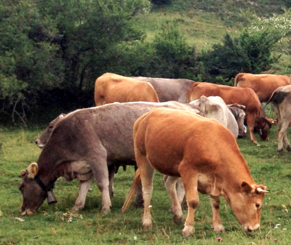 Carn ecològica d'alta muntanya