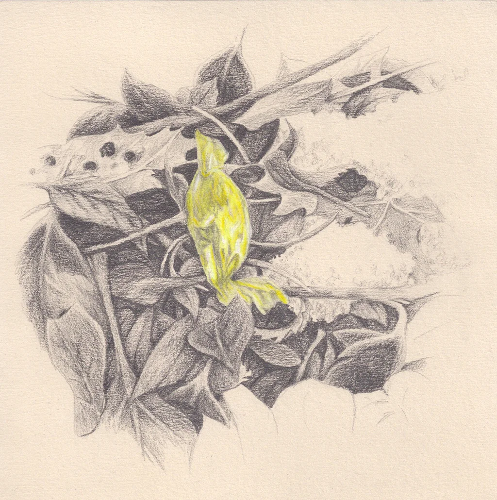 Litter Drawings — Paul Chartrand