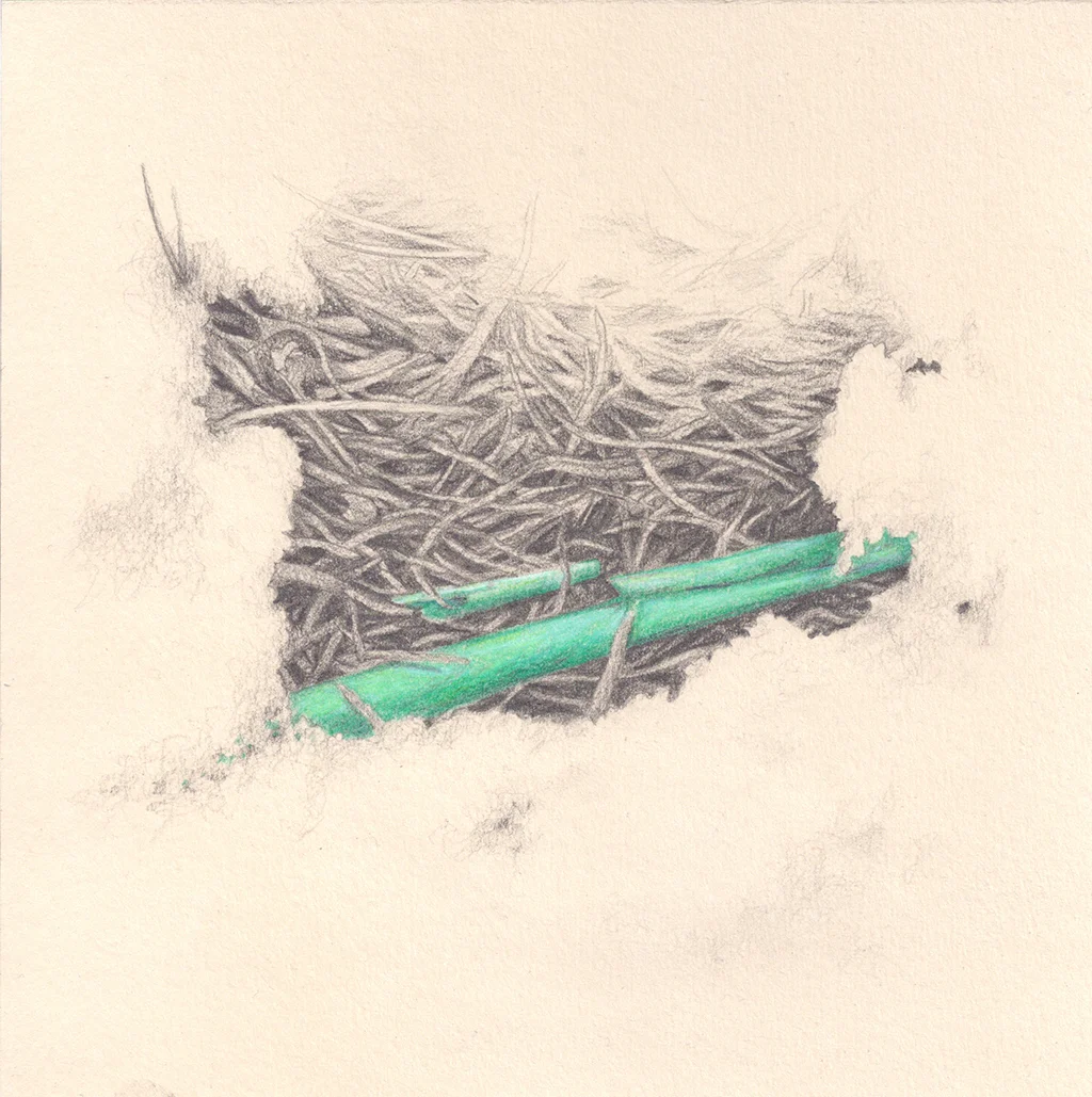 Litter Drawings — Paul Chartrand