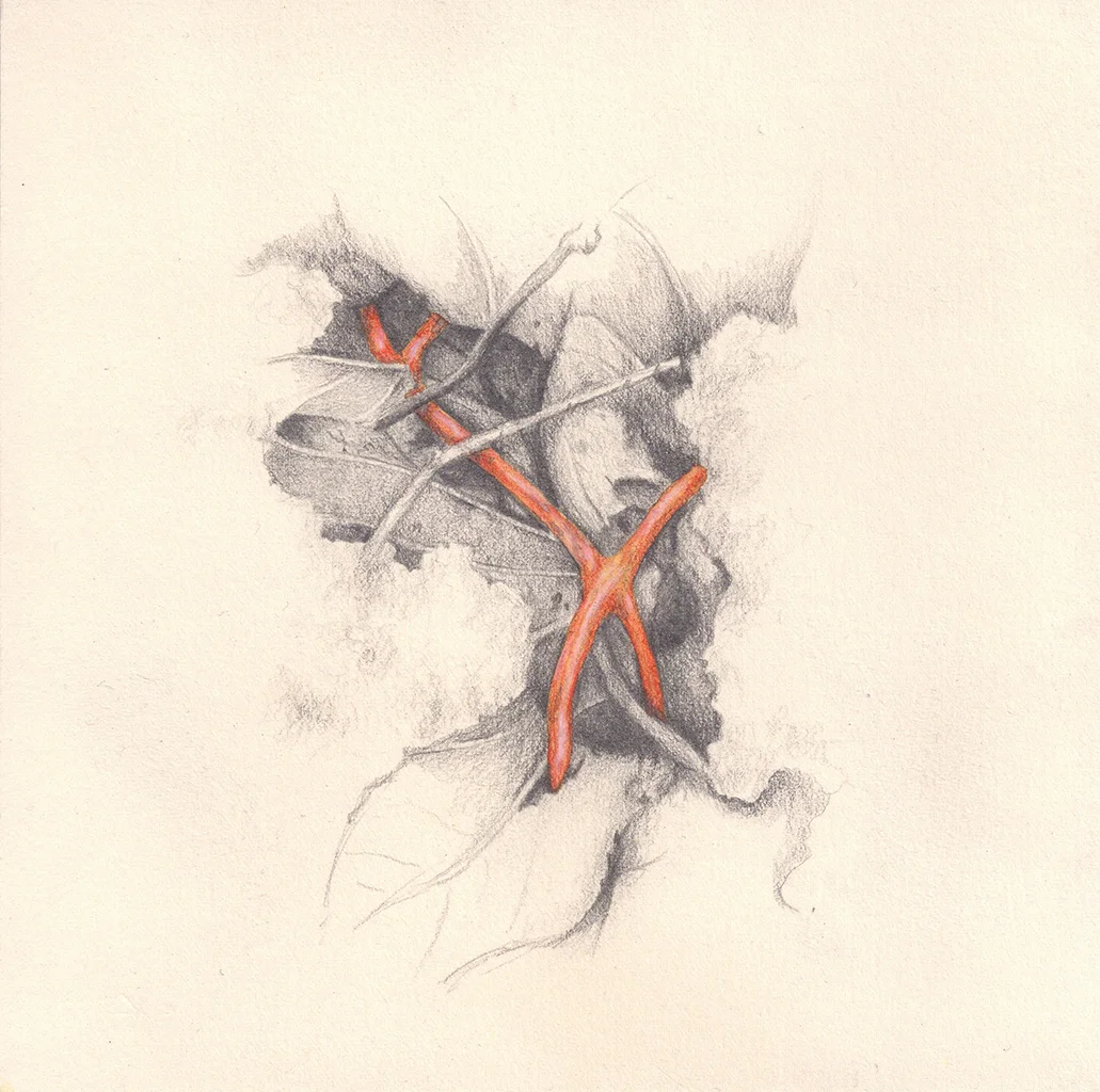 Litter Drawings — Paul Chartrand