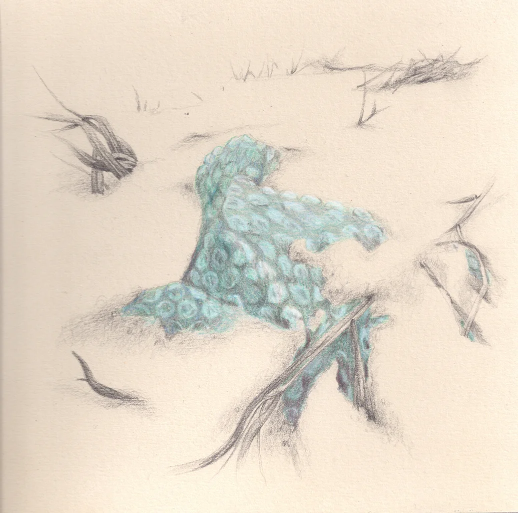 Litter Drawings — Paul Chartrand