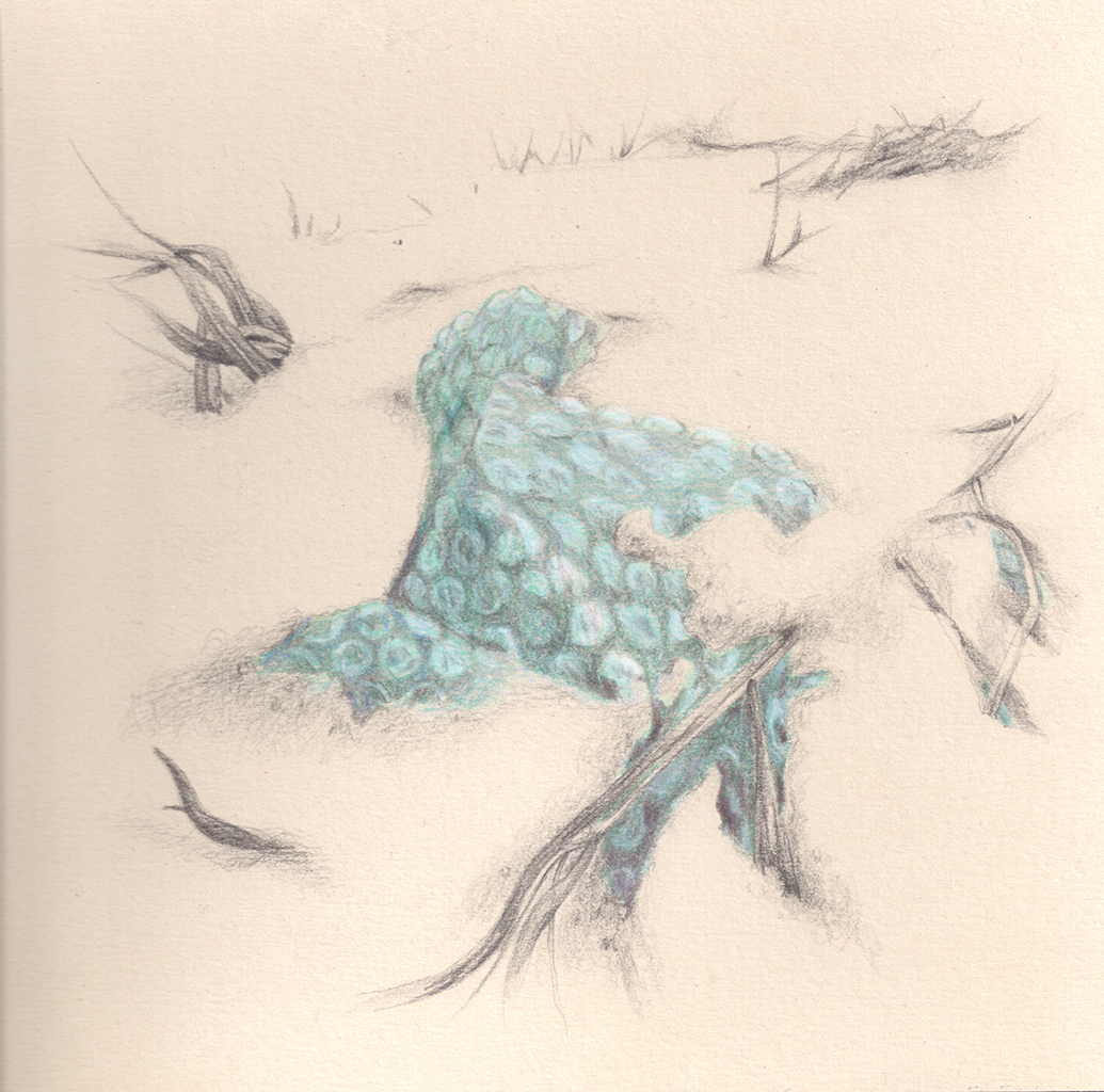 Litter Drawings — Paul Chartrand